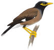 Common Myna | Audubon Field Guide