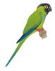 Nanday Parakeet | Audubon Field Guide