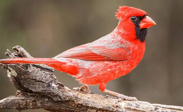 How Well Do We Really Know Cardinals? | Audubon