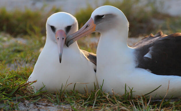Senate Bill Can Be an Opportunity for Clean Energy for Birds and People ...
