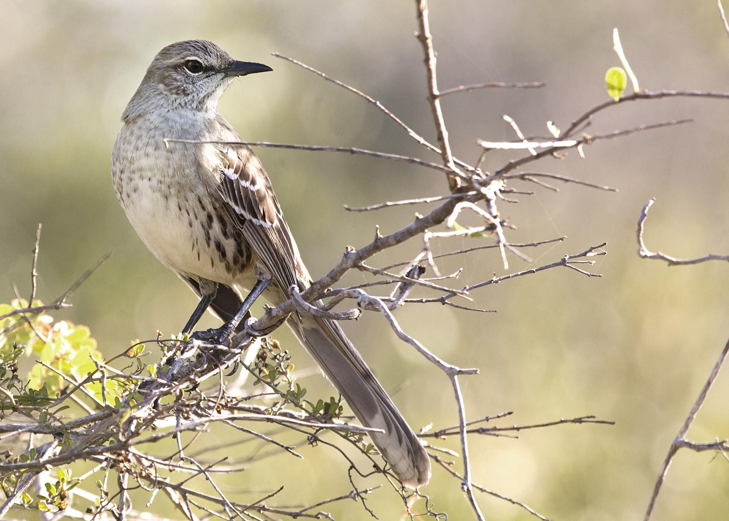 Sinsonte Carbonero | Guía de Aves