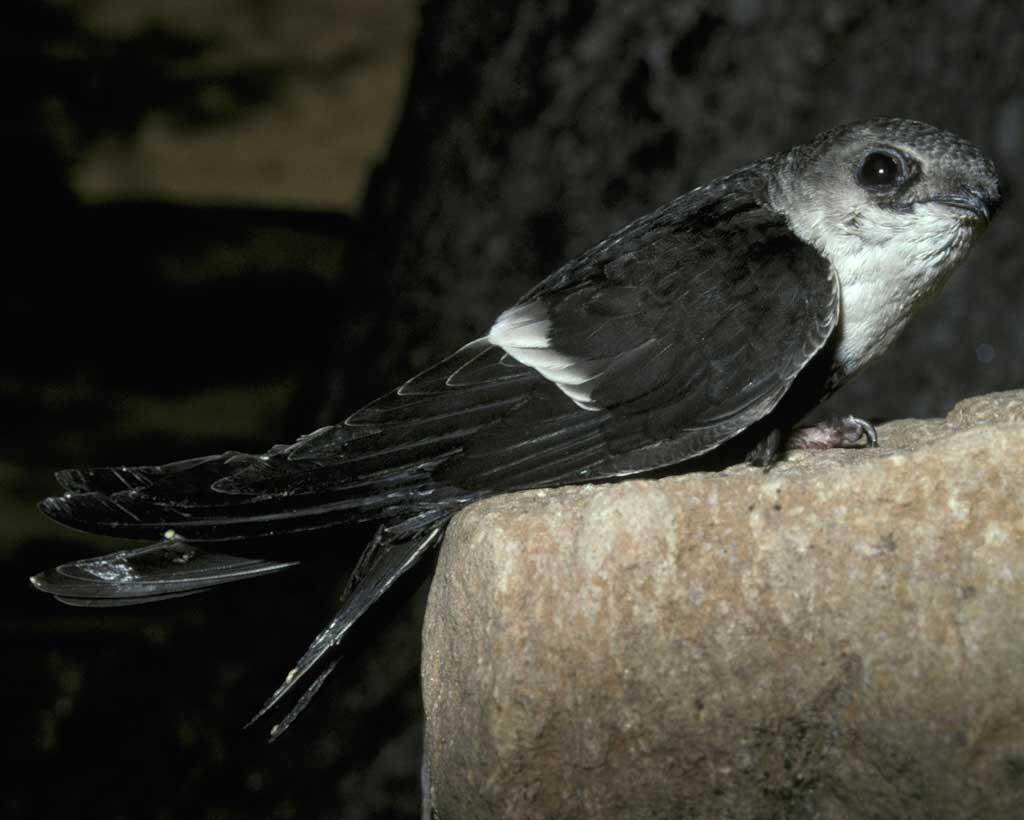 Vencejo Pecho Blanco | Guía de Aves