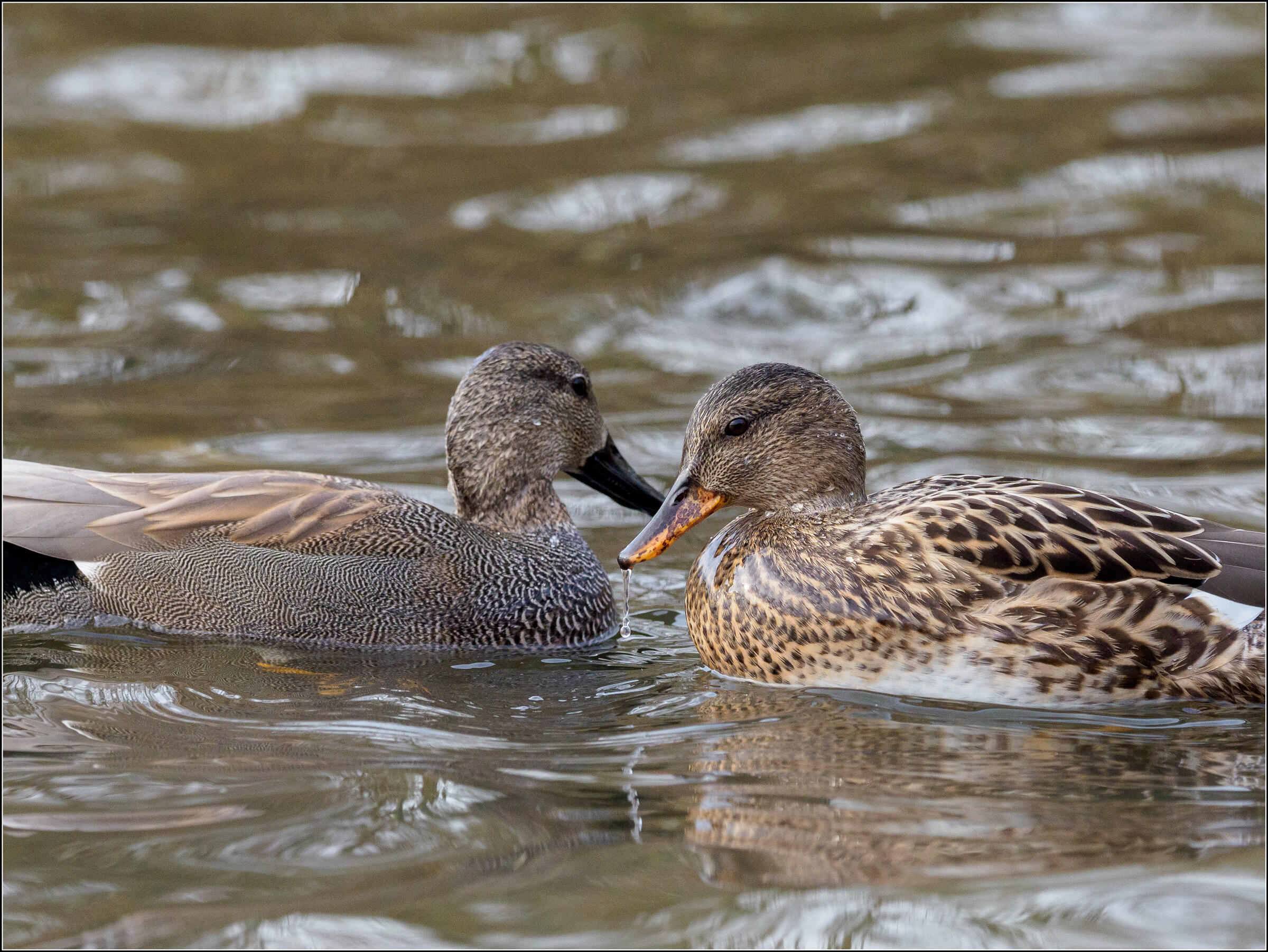 Gadwall | Audubon Field Guide