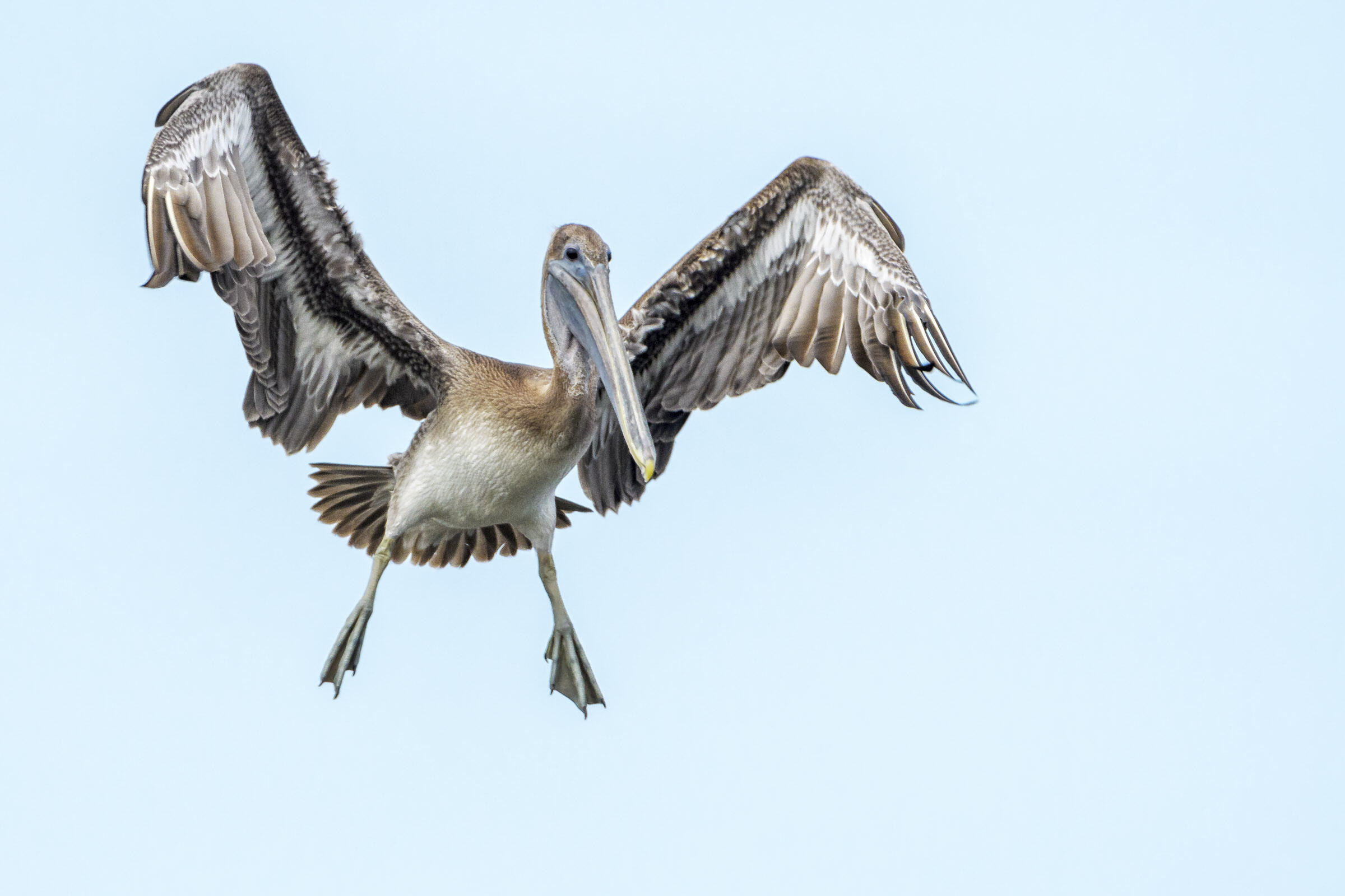 Pelícano Café | Guía de Aves
