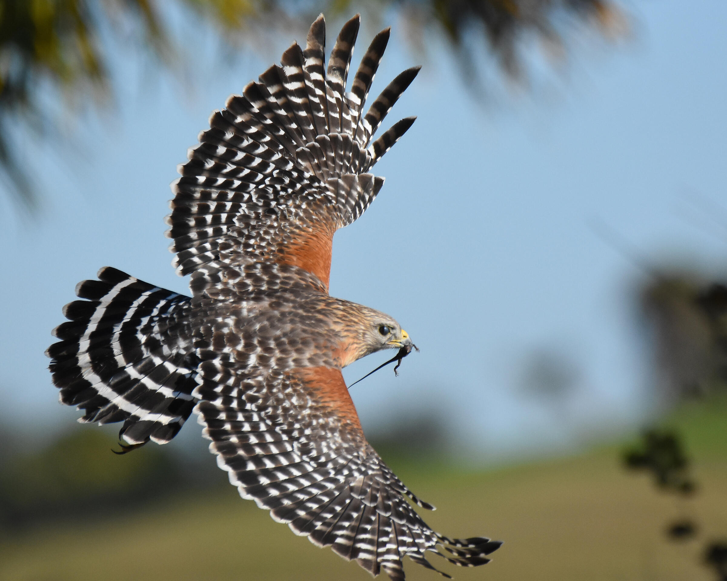 Aguililla Pecho Rojo | Guía de Aves