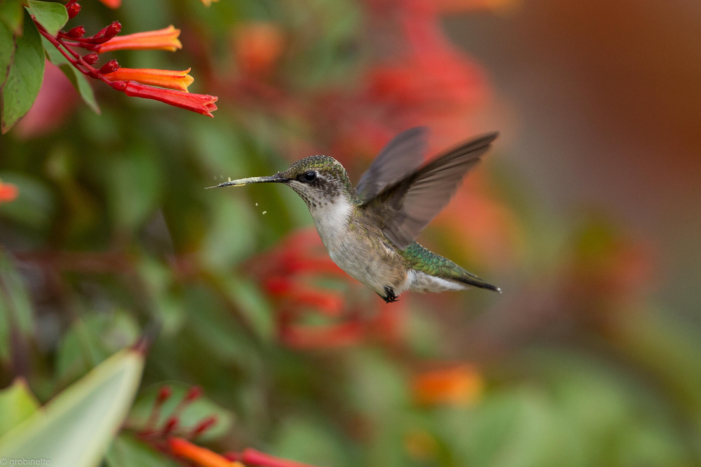 Colibrí Garganta Rubí | Guía de Aves