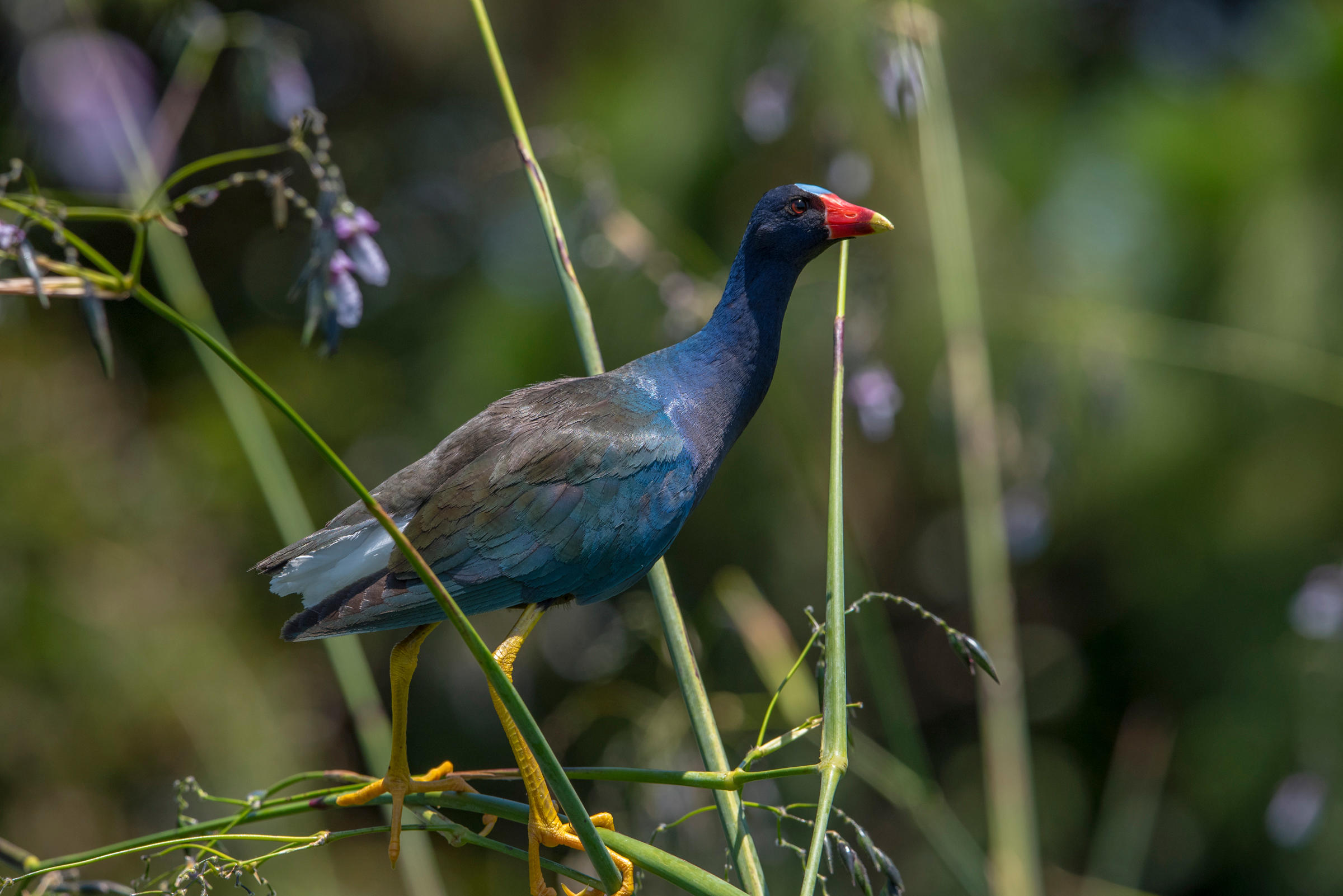 Gallineta Morada | Guía de Aves