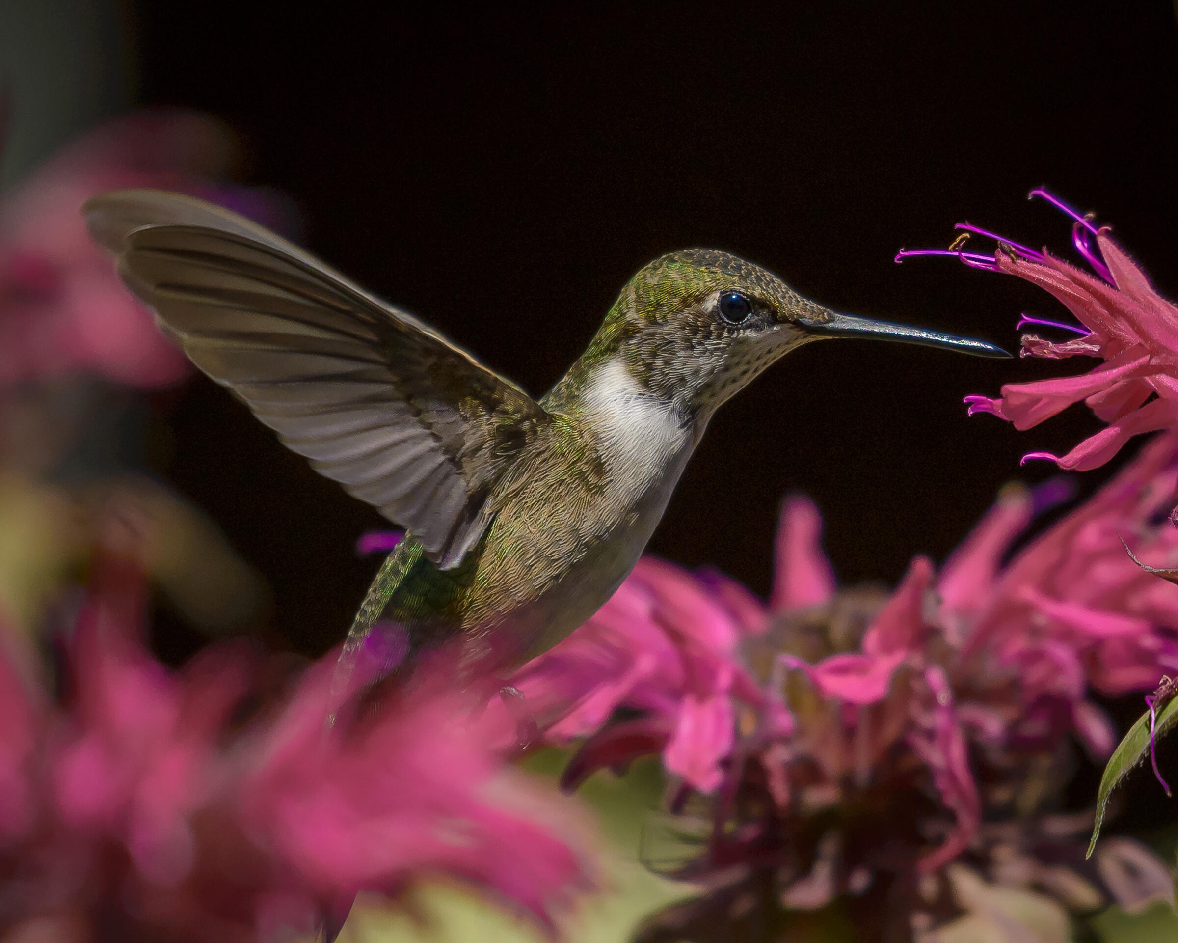 Colibrí Garganta Rubí | Guía de Aves