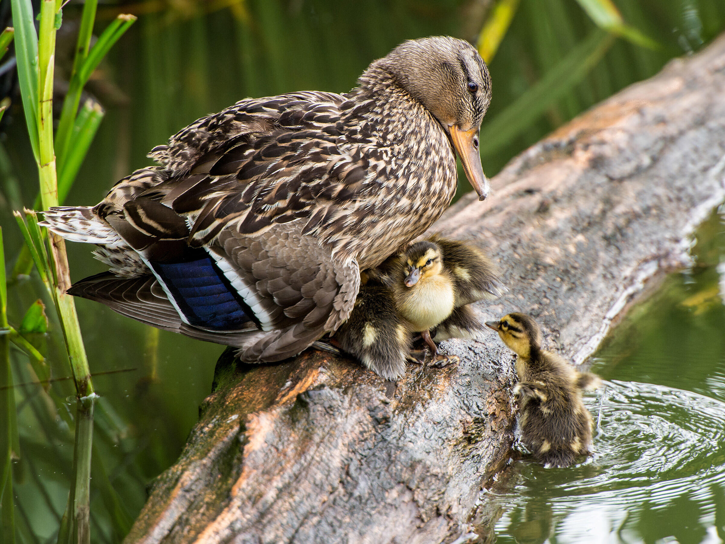 Pato de Collar | Guía de Aves