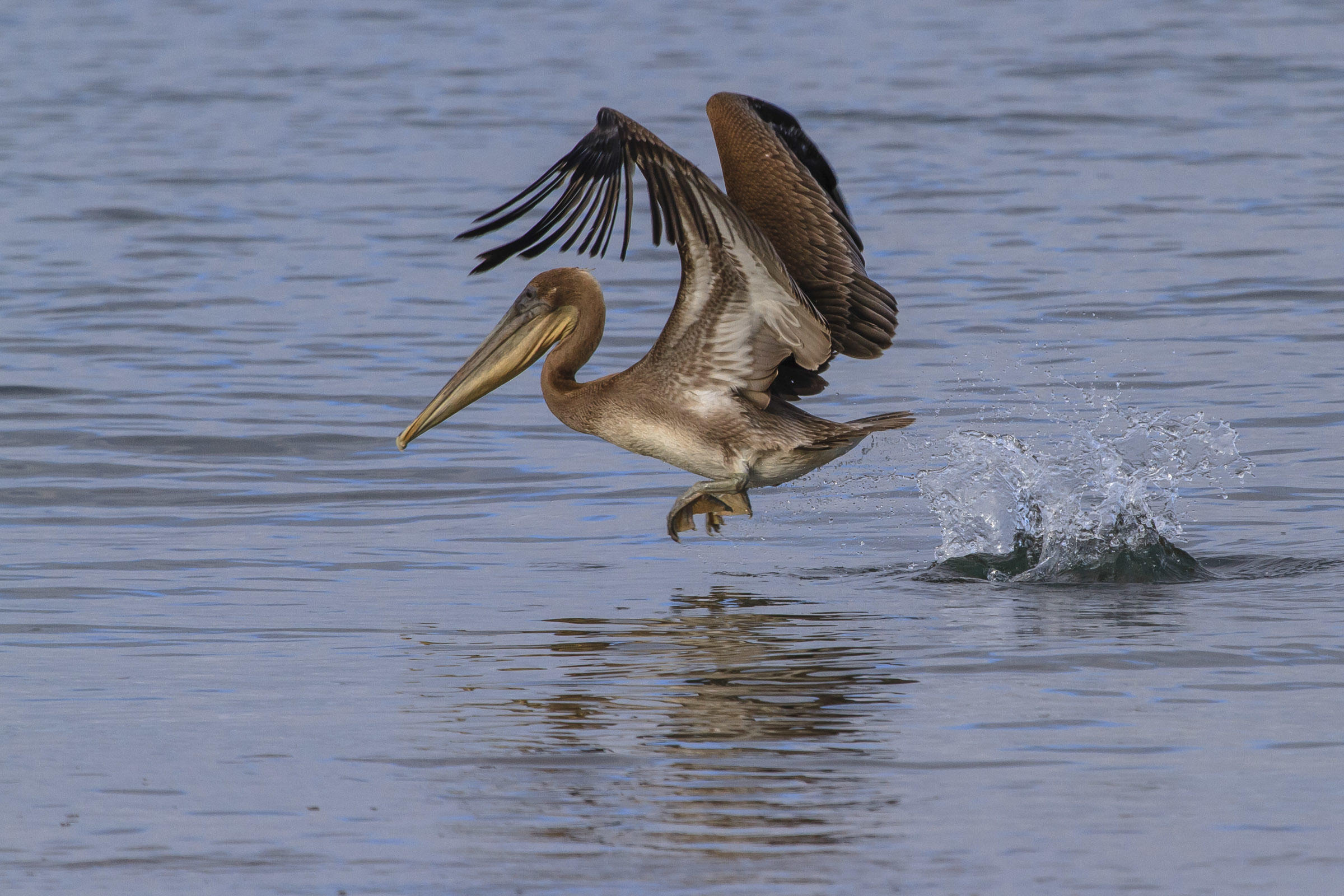 Pelícano Café | Guía de Aves