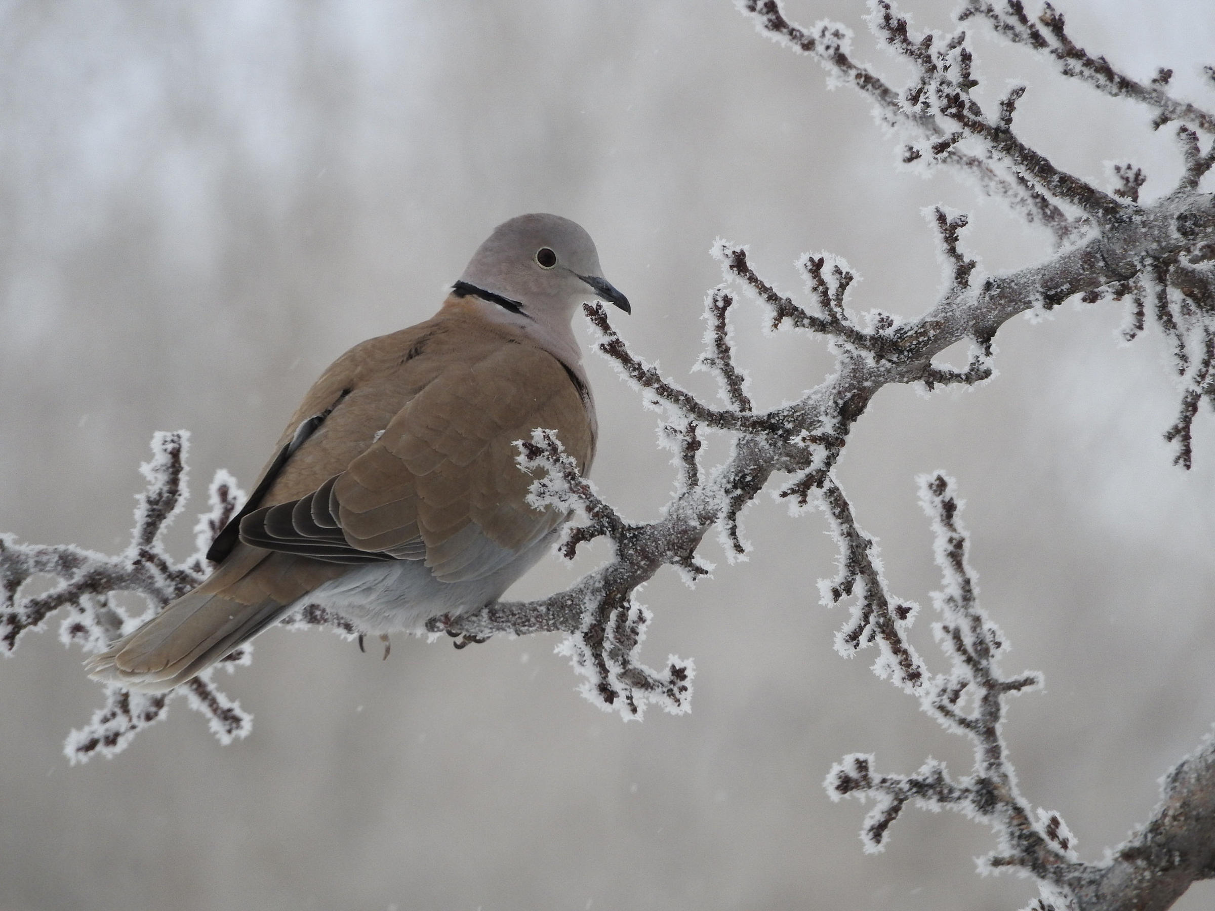 Paloma de Collar Turca | Guía de Aves
