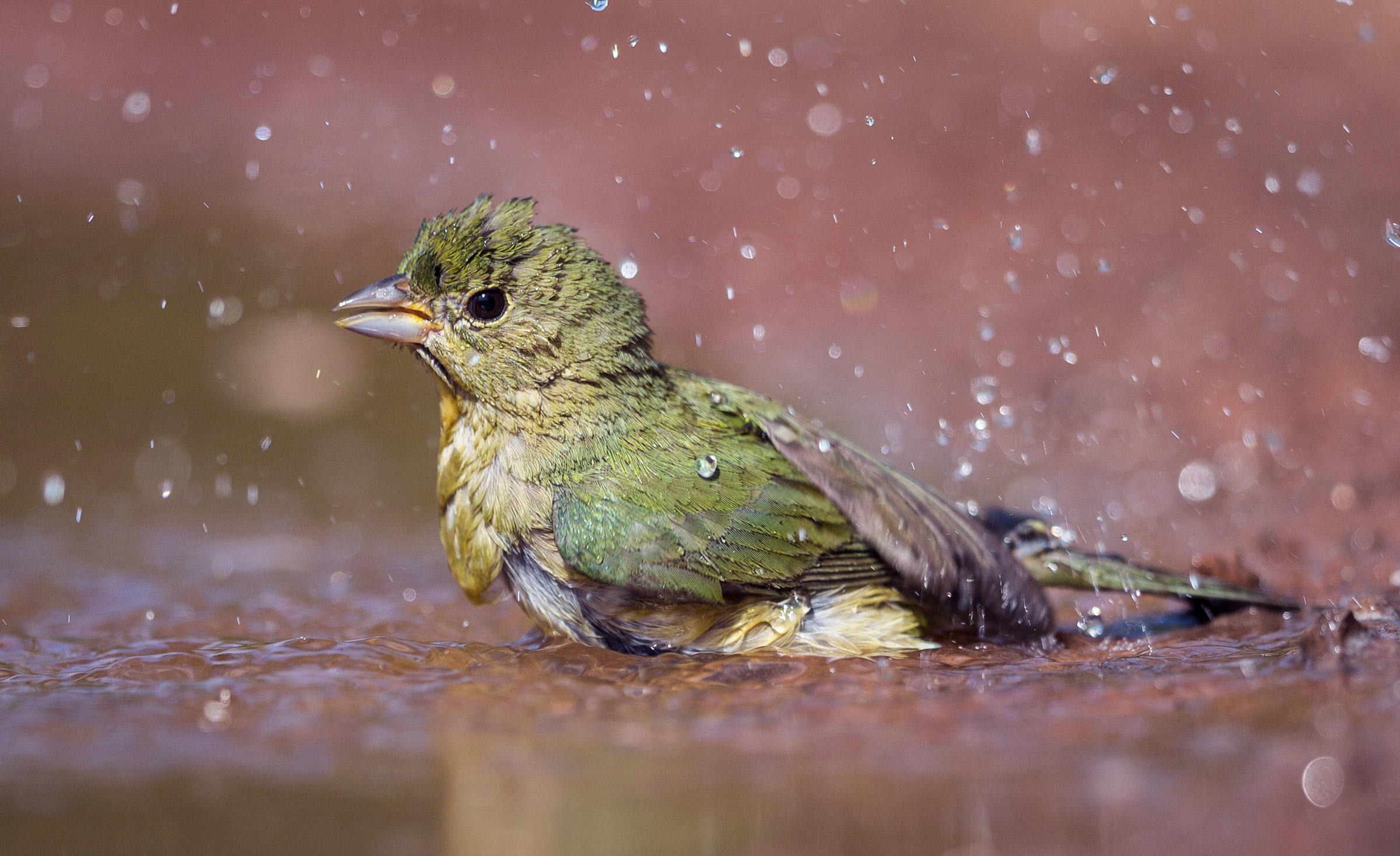 Colorín Sietecolores | Guía de Aves