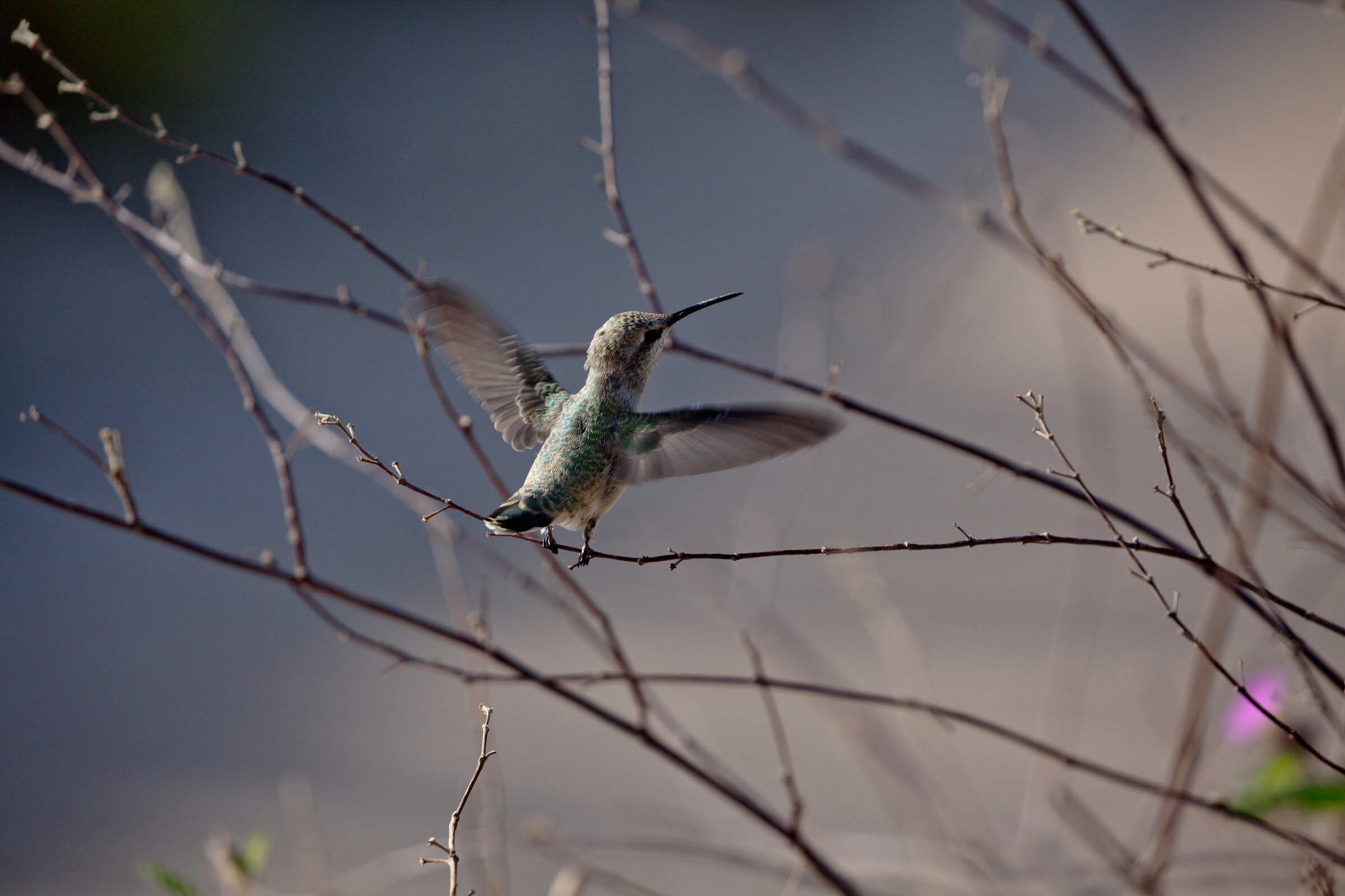 Colibrí Garganta Rubí | Guía de Aves