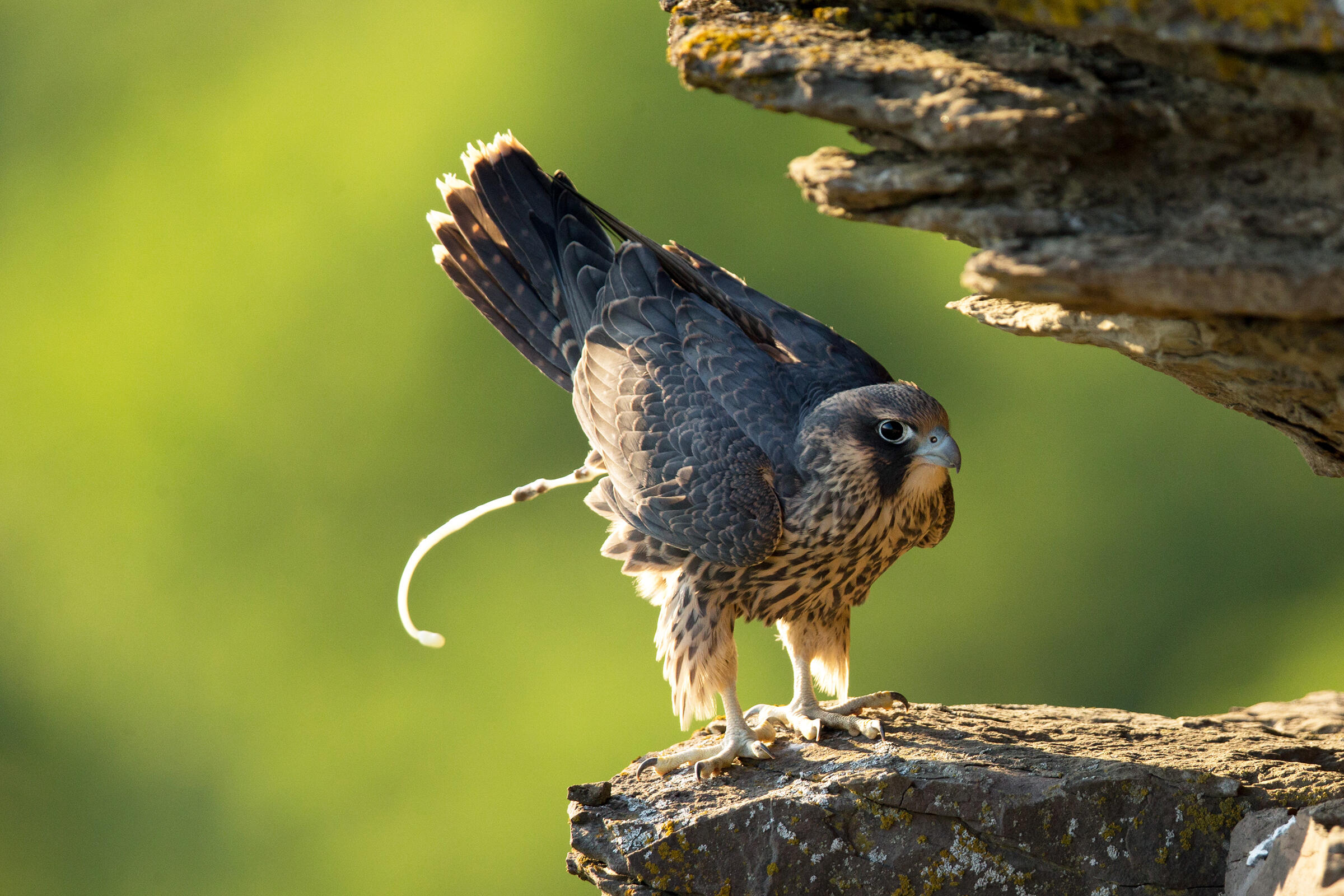 Halcón Peregrino | Guía de Aves