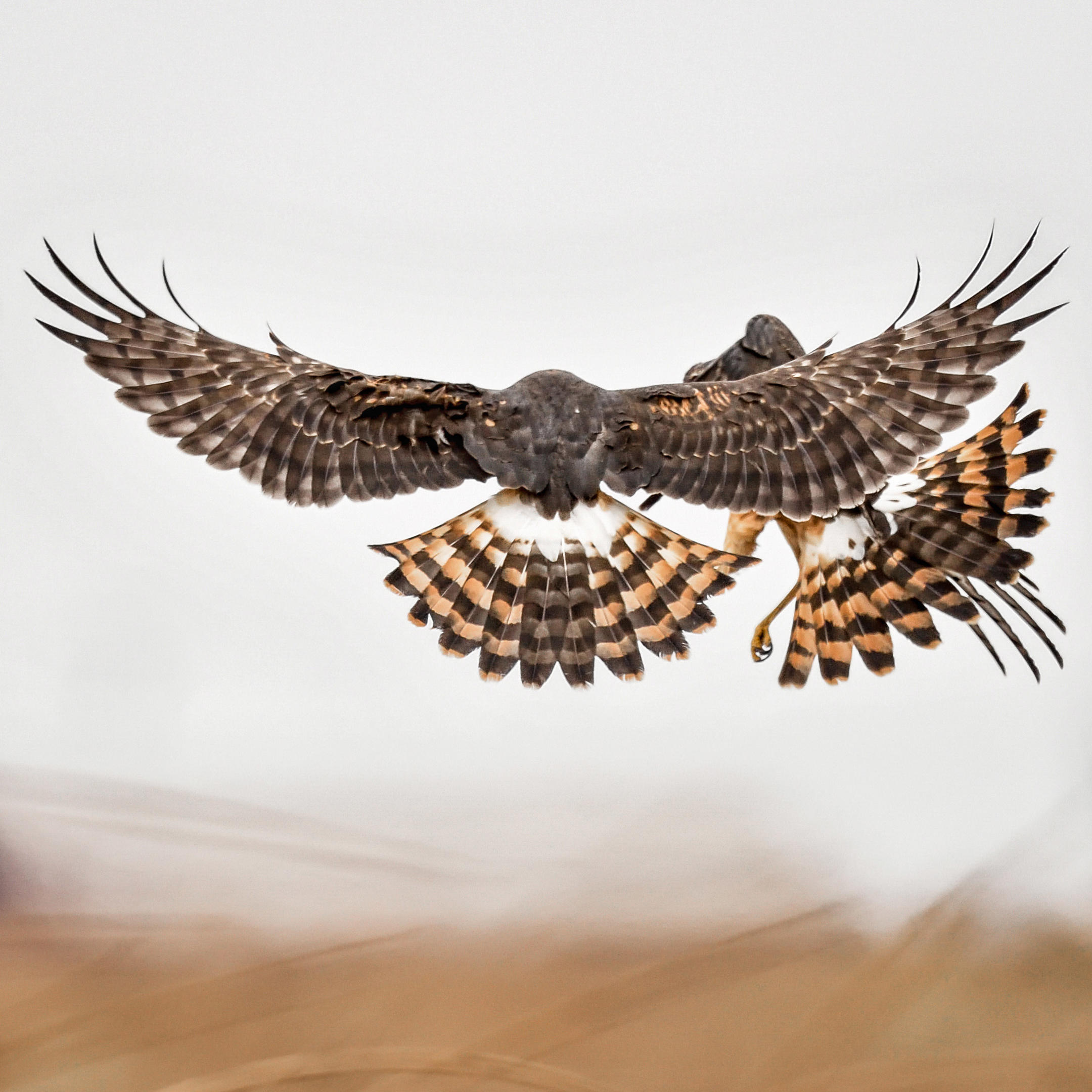 Gavilán Rastrero | Guía de Aves