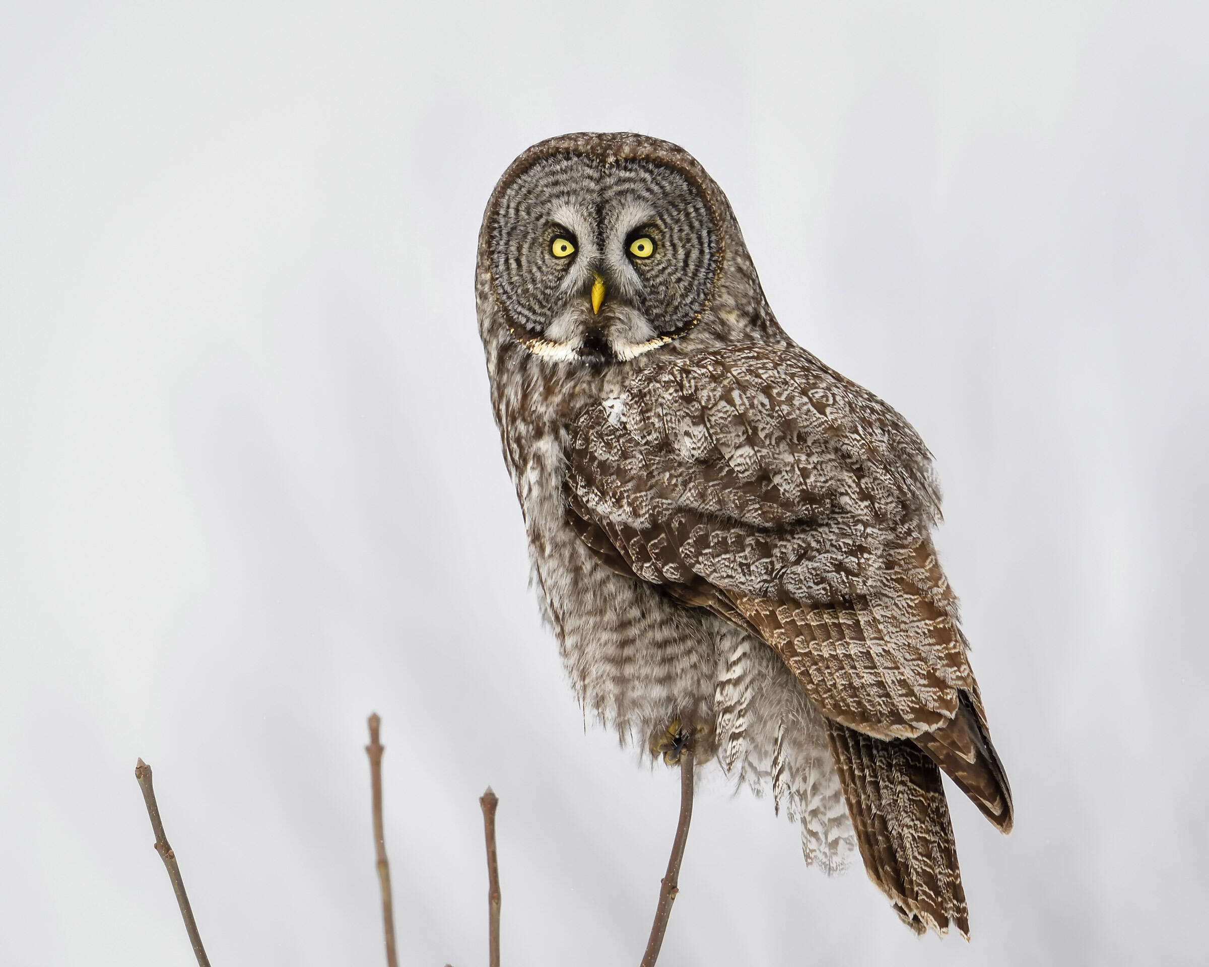Cárabo Lapón | Guía de Aves