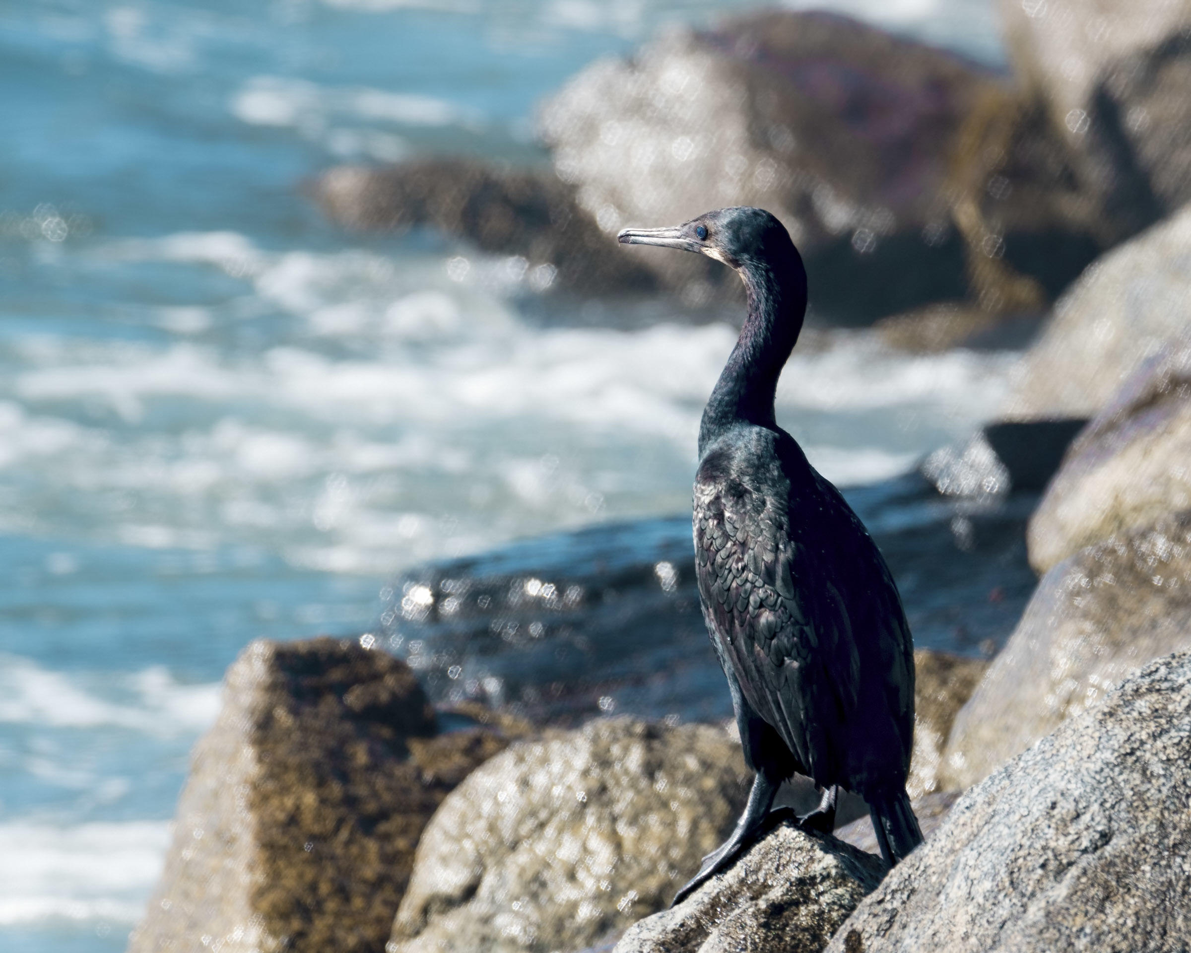 Cormorán de Brandt | Guía de Aves