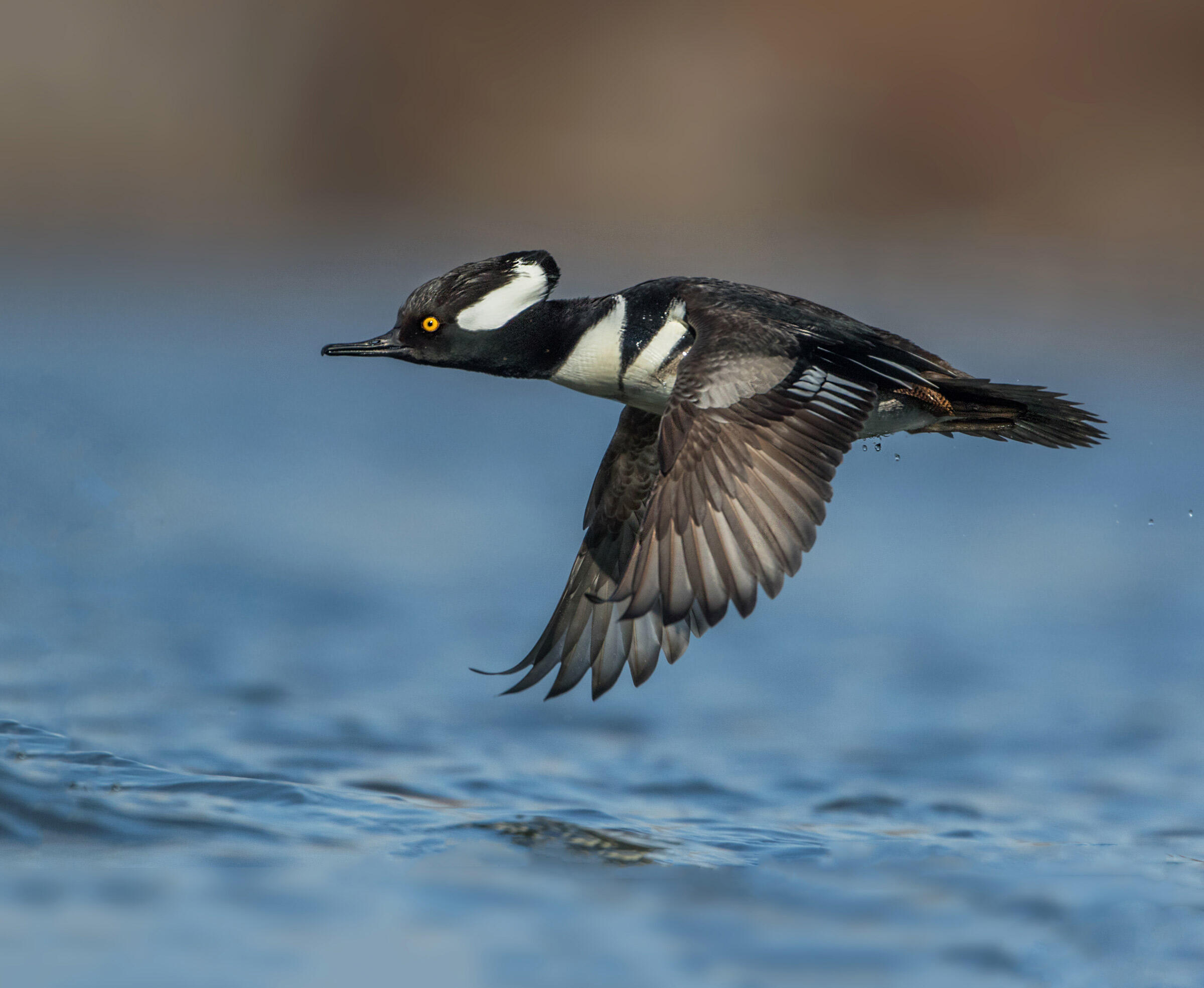 Hooded Merganser | Audubon Field Guide