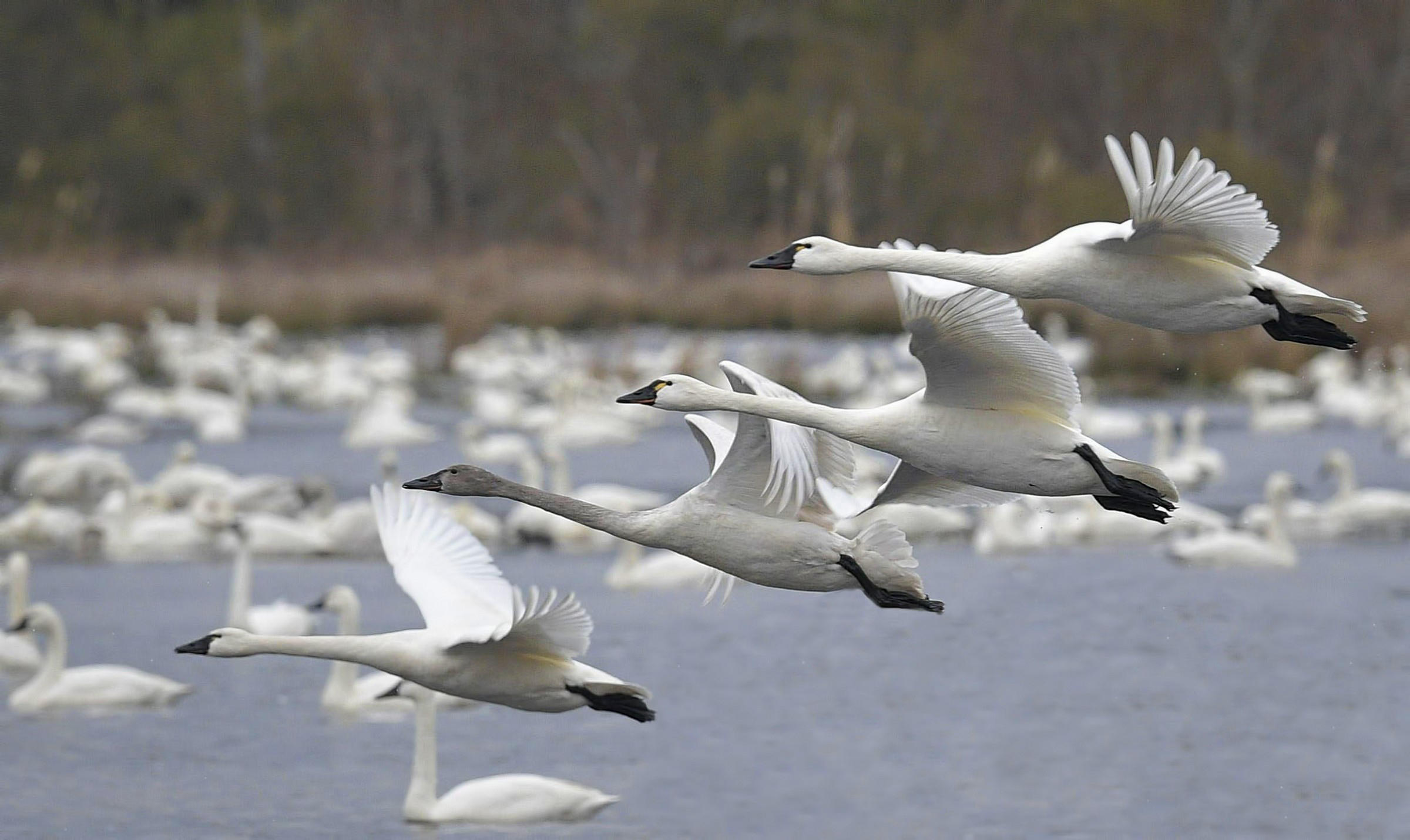 Tundra Swan | Audubon Field Guide