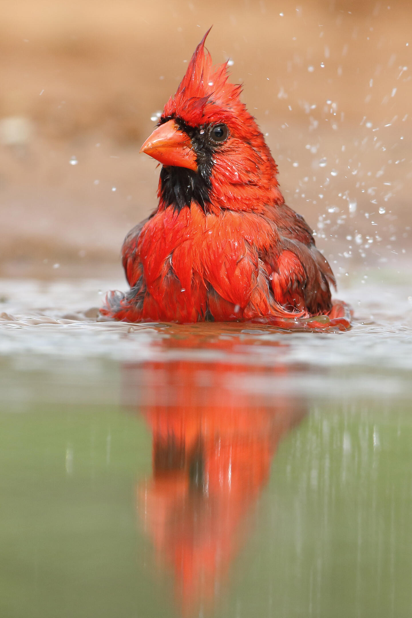Cardenal Rojo | Guía de Aves