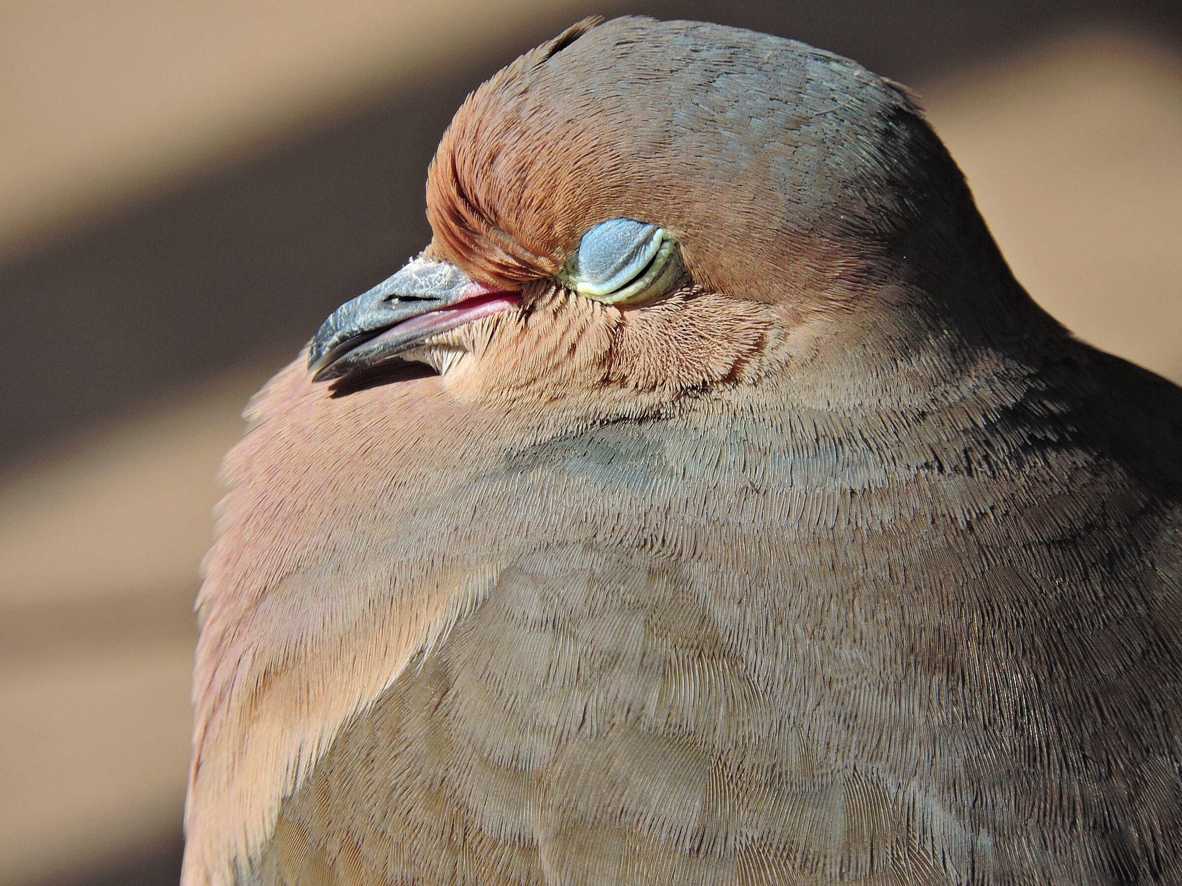 Mourning Dove | Audubon Field Guide