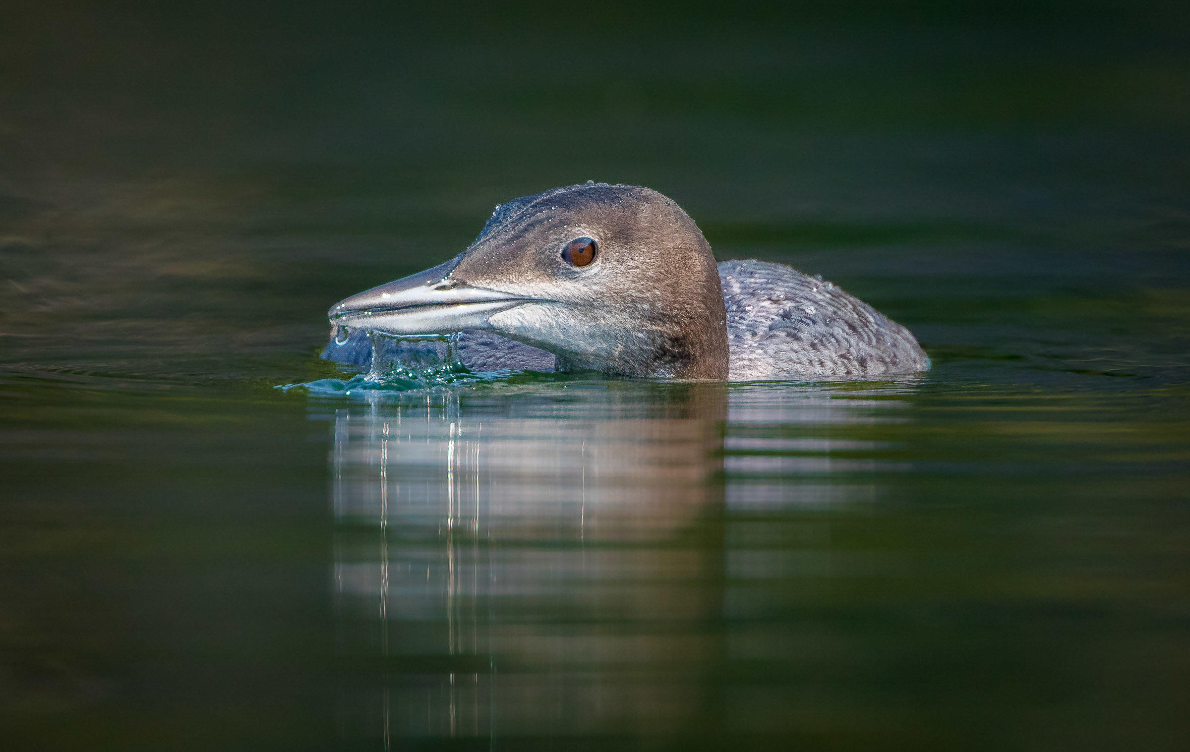 Colimbo Común | Guía de Aves