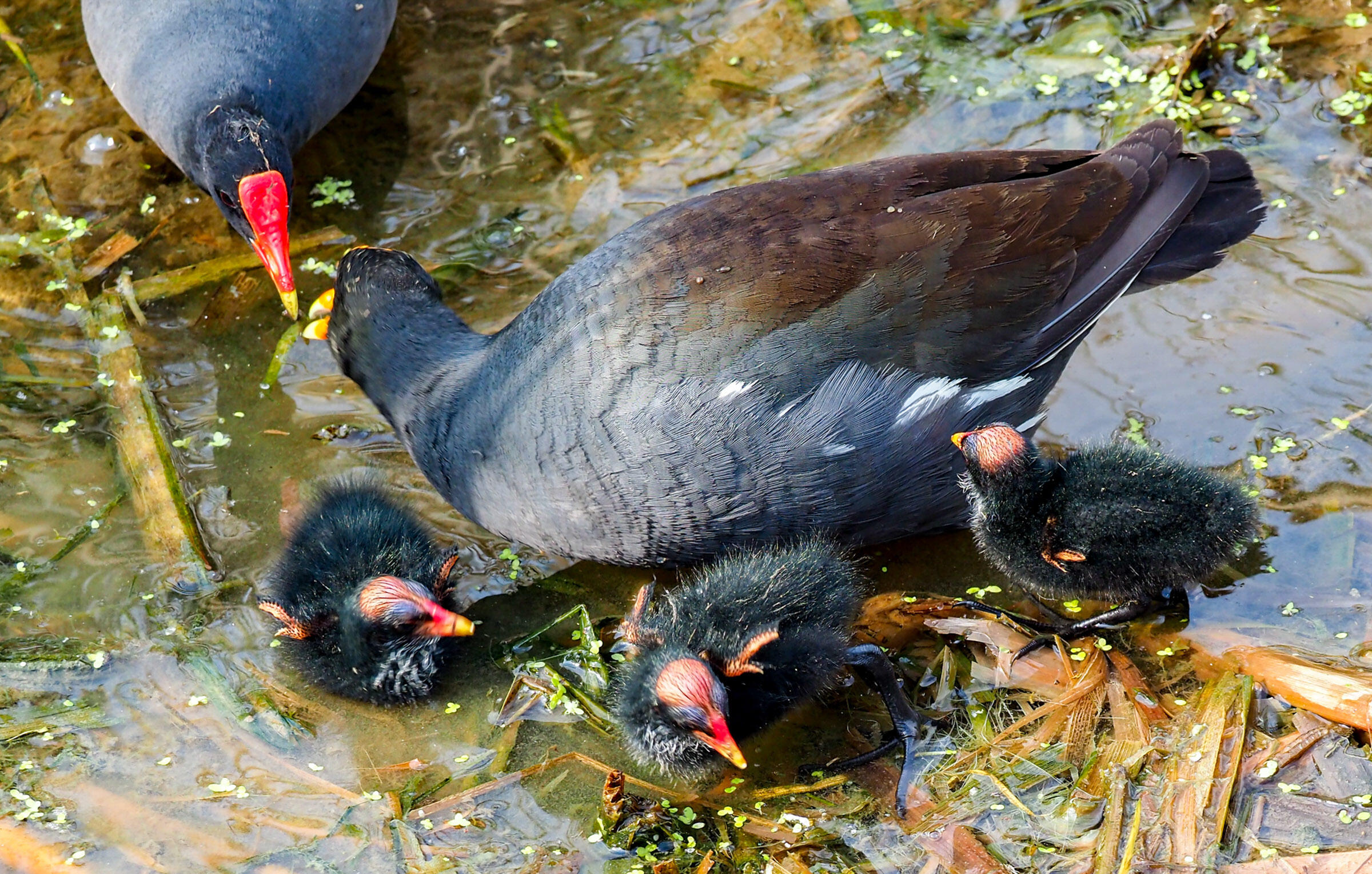 Gallineta Frente Roja | Guía de Aves