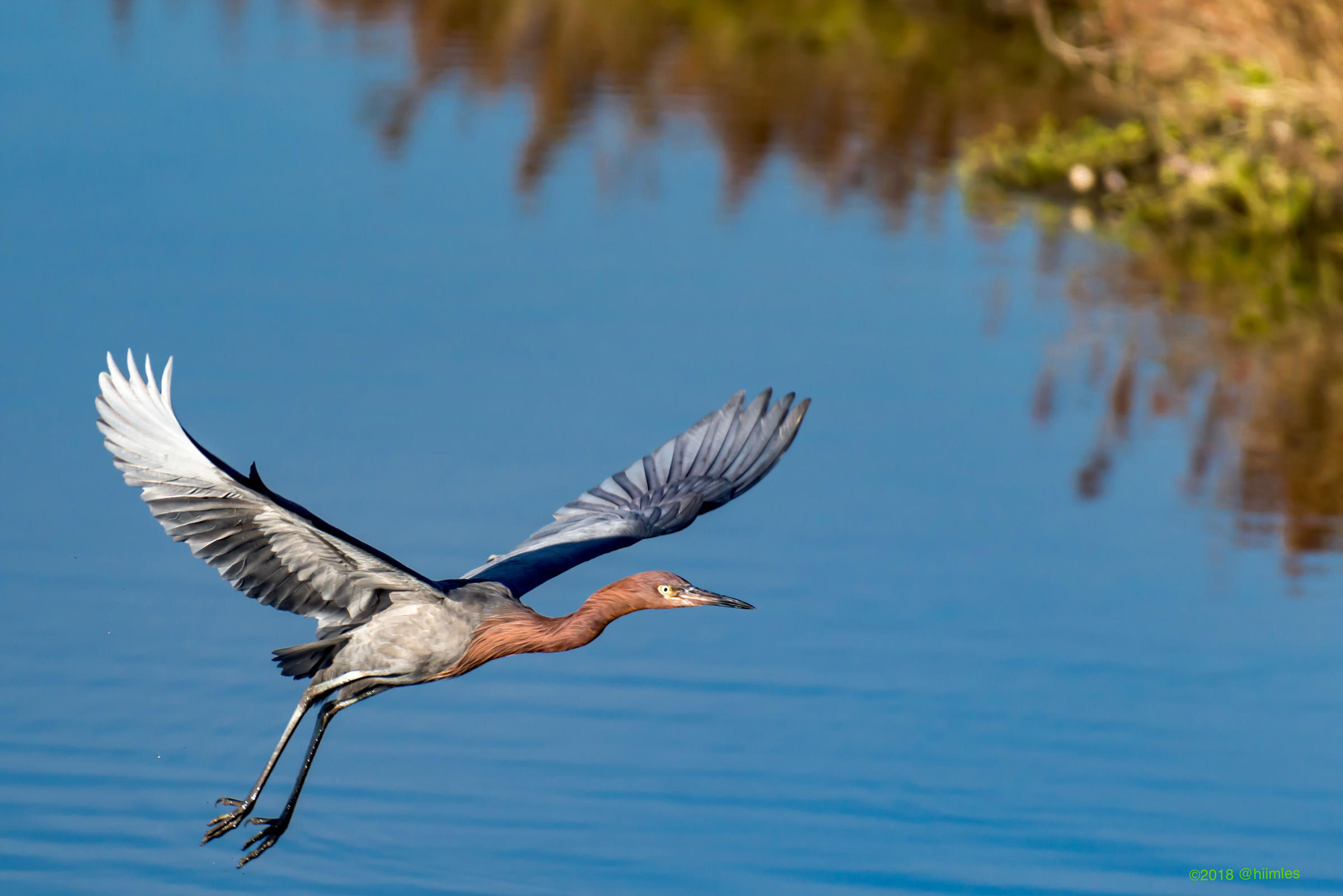 Garza Rojiza | Guía de Aves