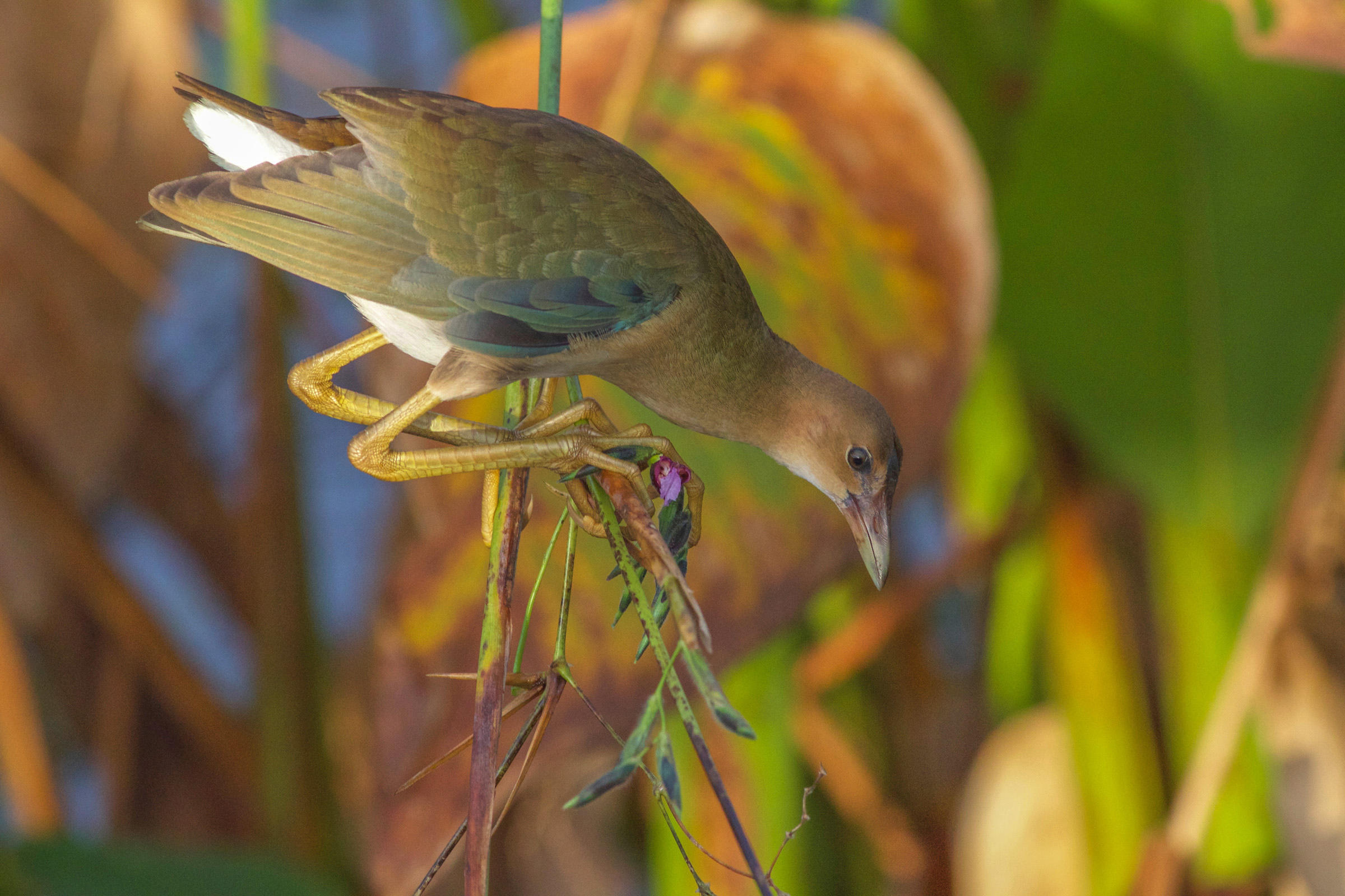 Gallineta Morada | Guía de Aves