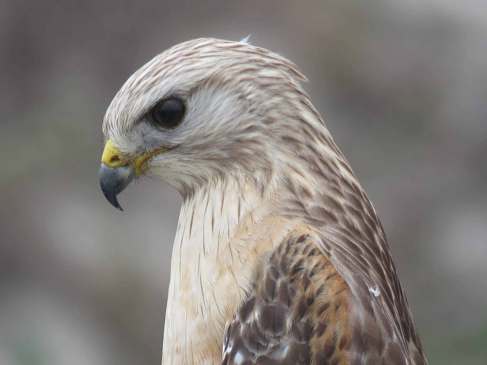 Aguililla Pecho Rojo | Guía de Aves
