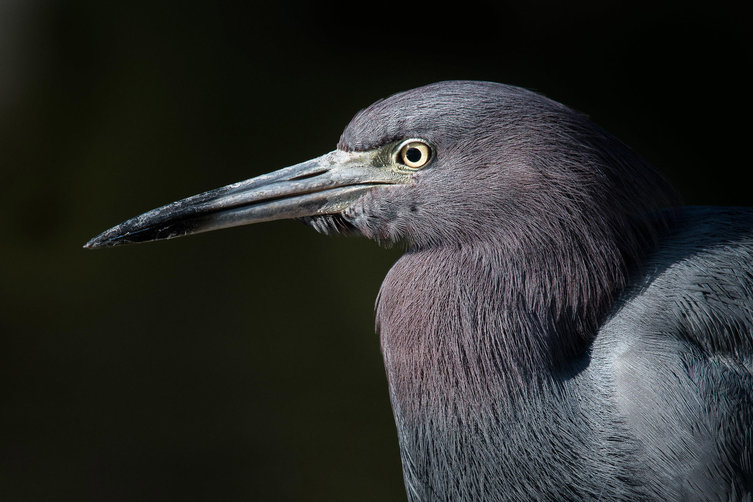 Garza Azul | Guía de Aves