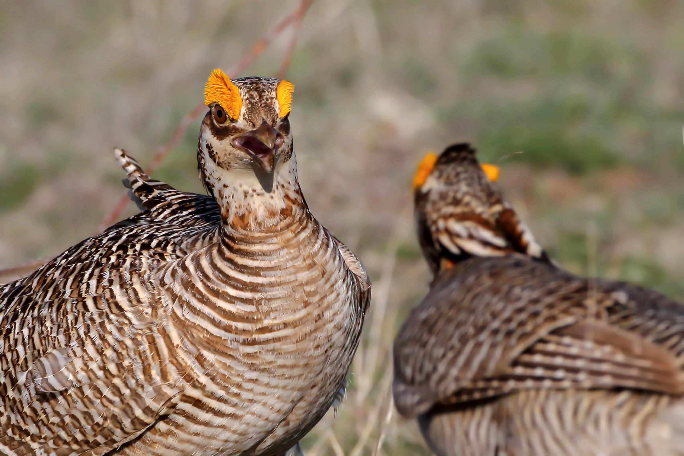 Lesser Prairie-Chicken | Audubon Field Guide