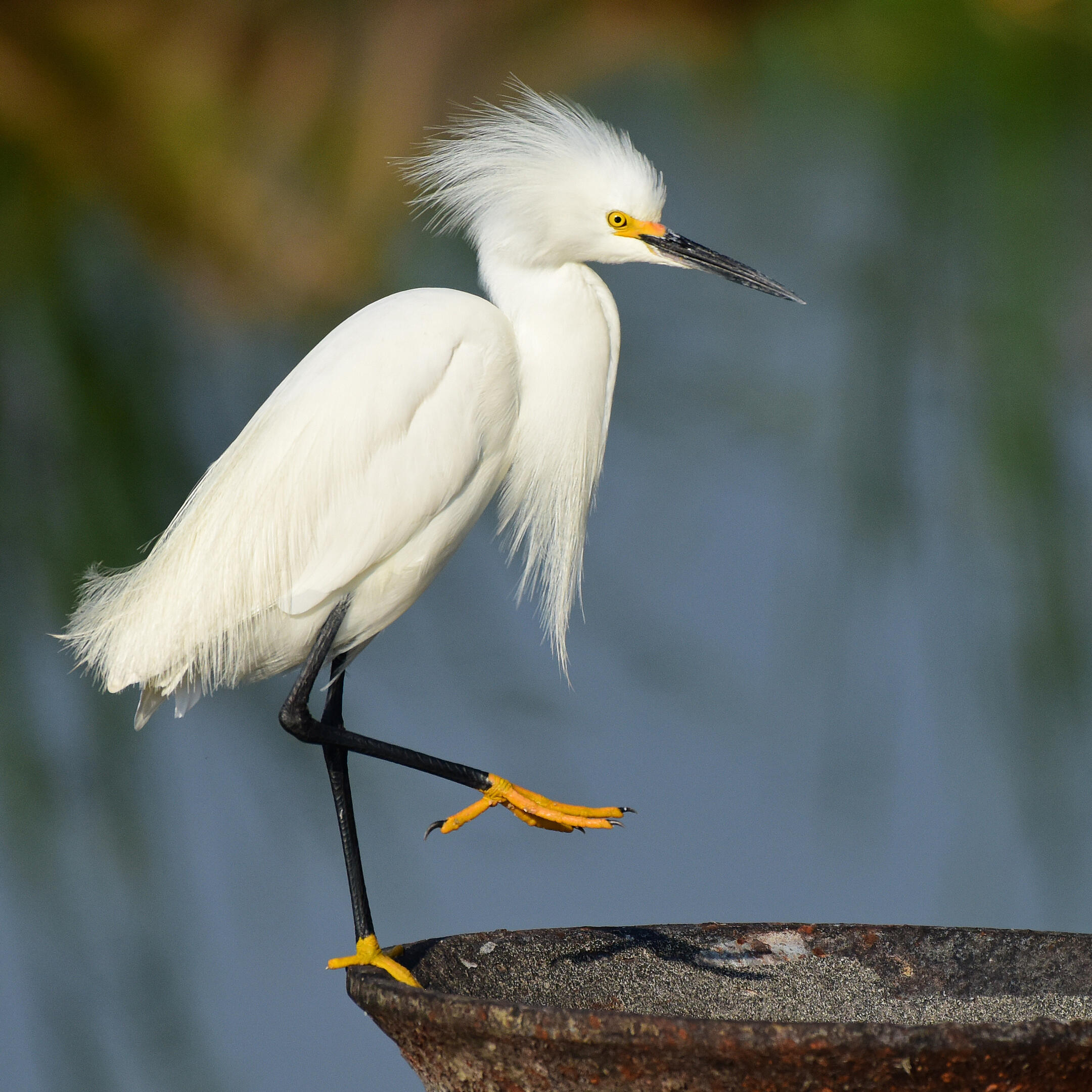Garza Dedos Dorados | Guía de Aves