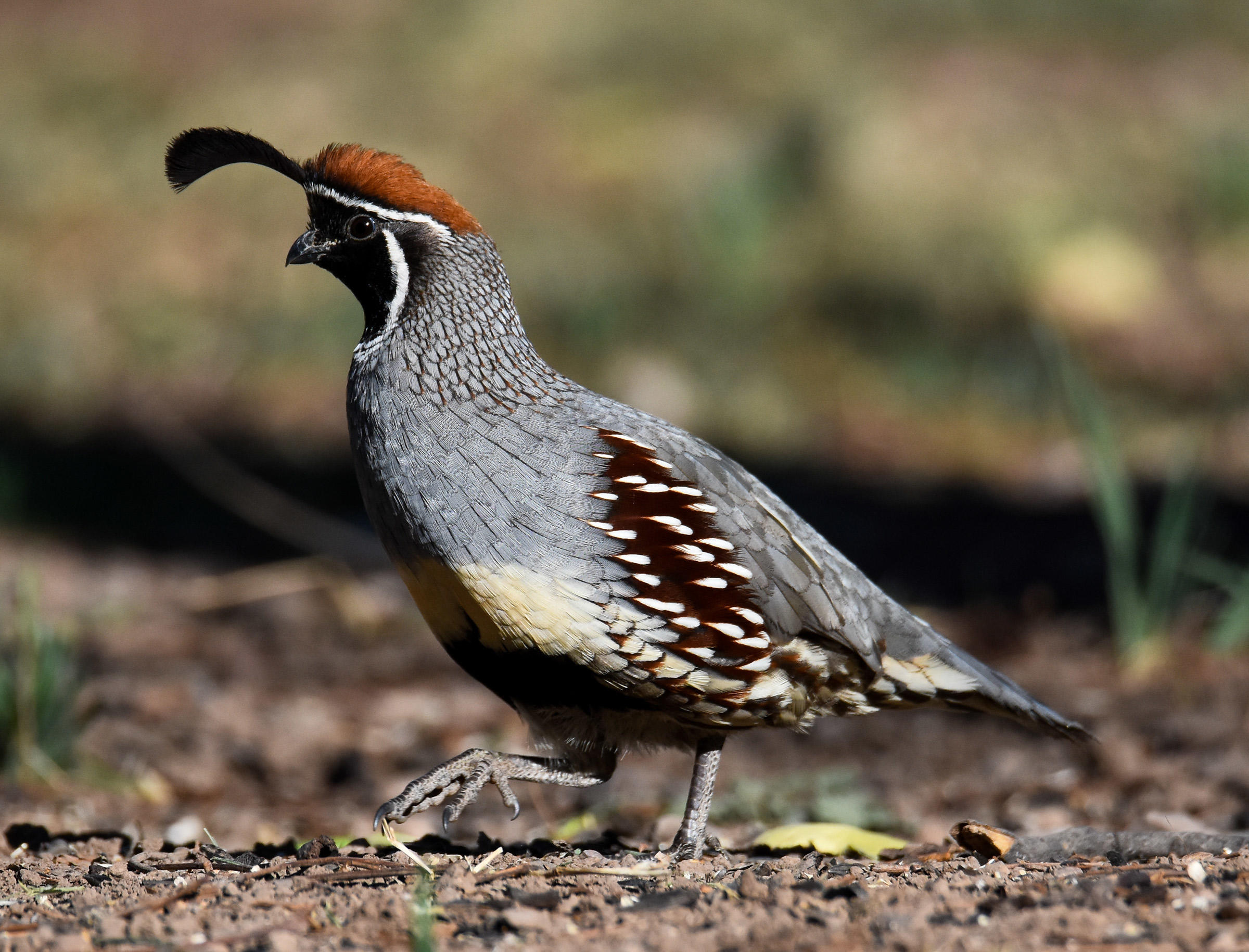 Codorniz de Gambel | Guía de Aves