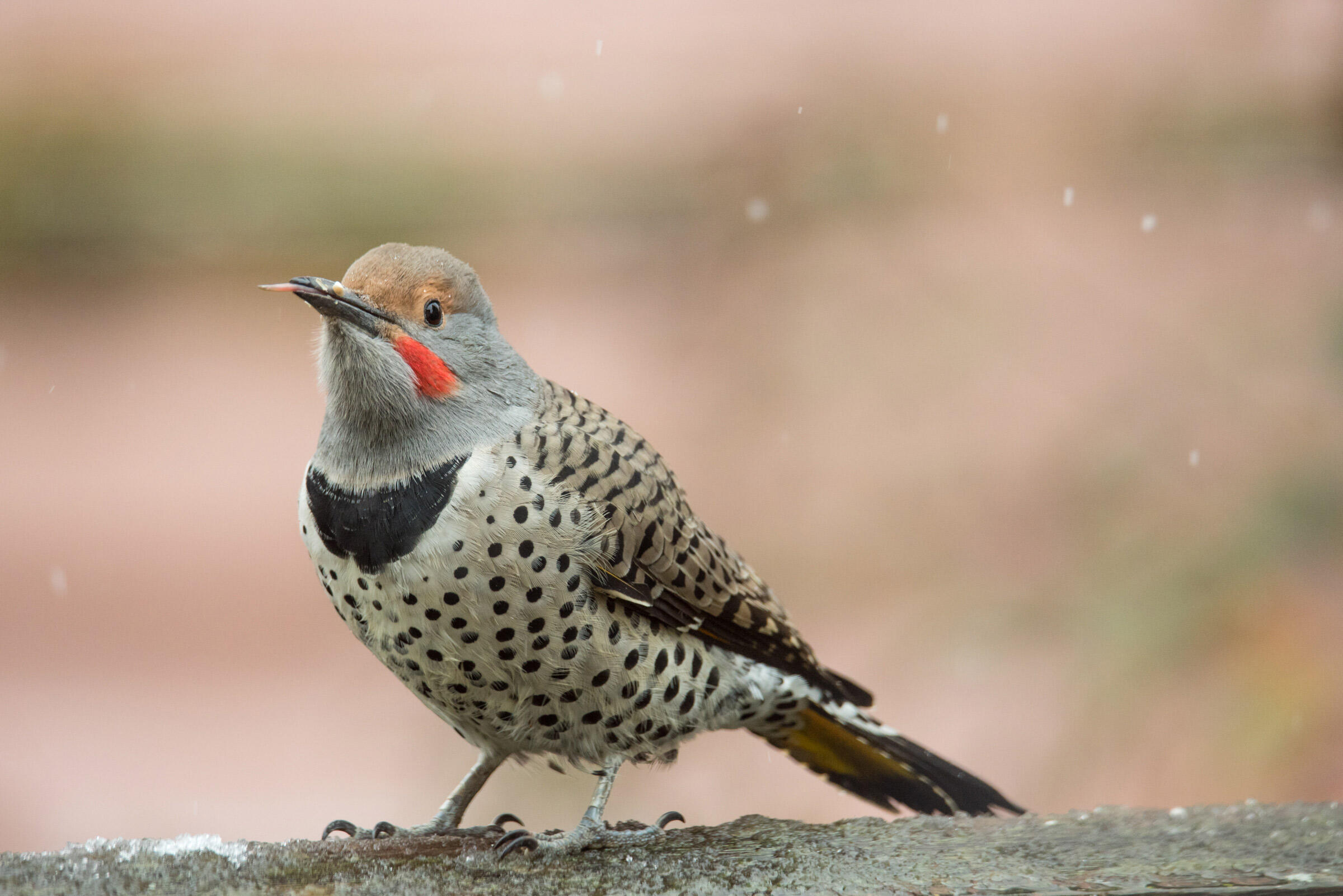 Northern Flicker | Audubon Field Guide