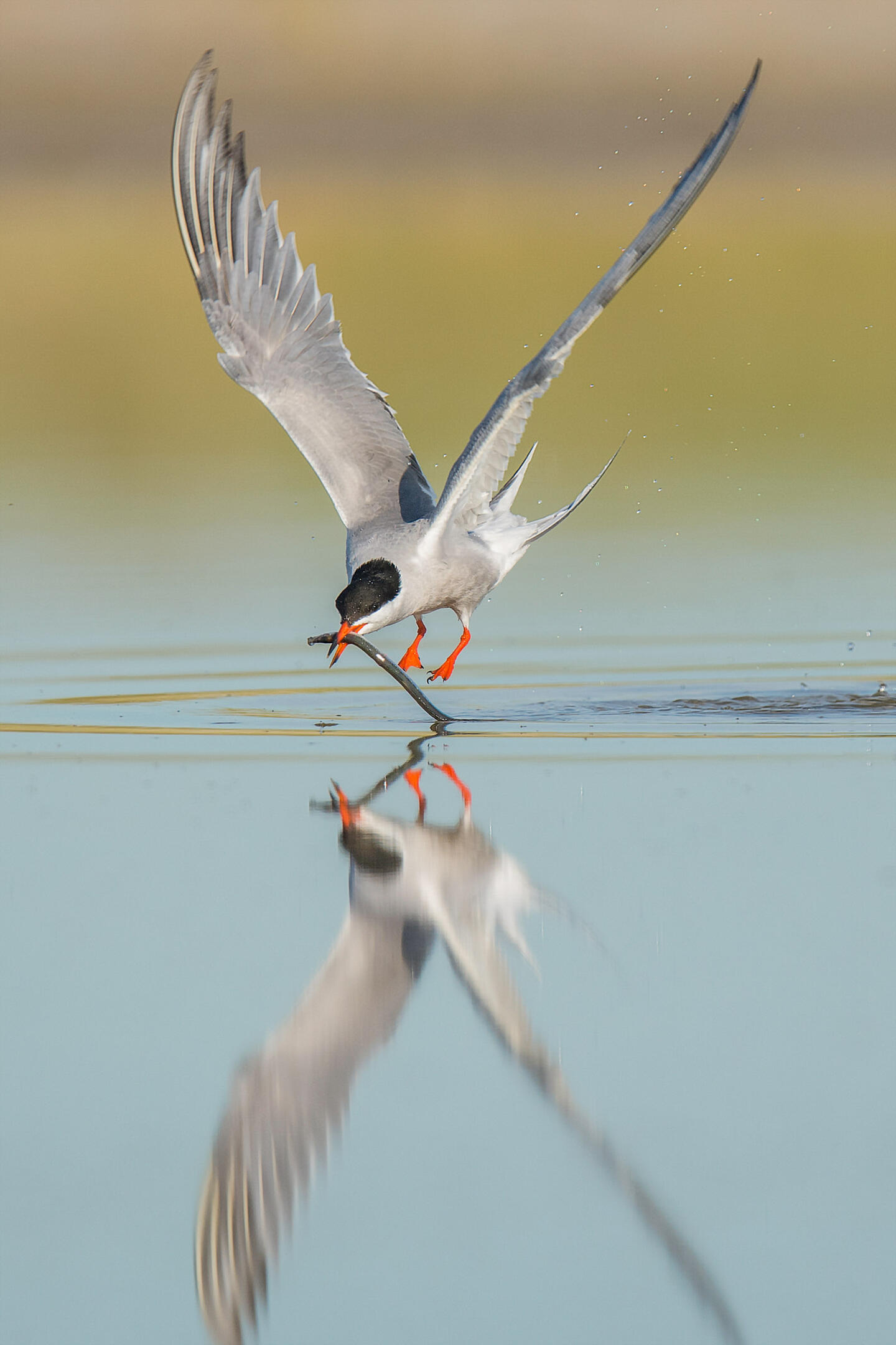 Common Tern | Audubon Field Guide