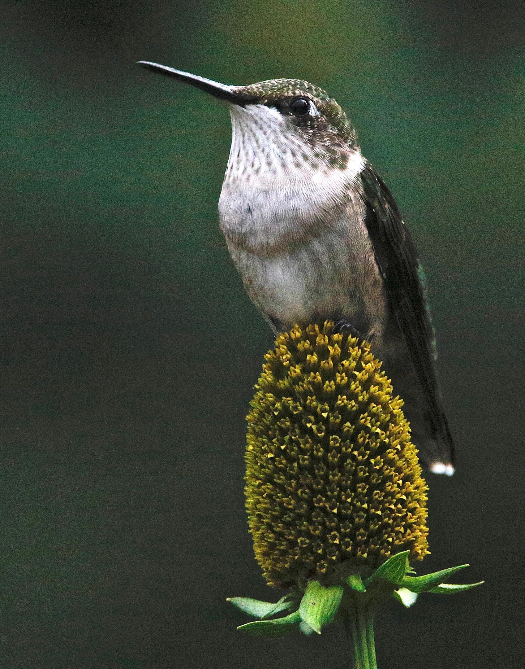 Colibrí Garganta Rubí | Guía de Aves