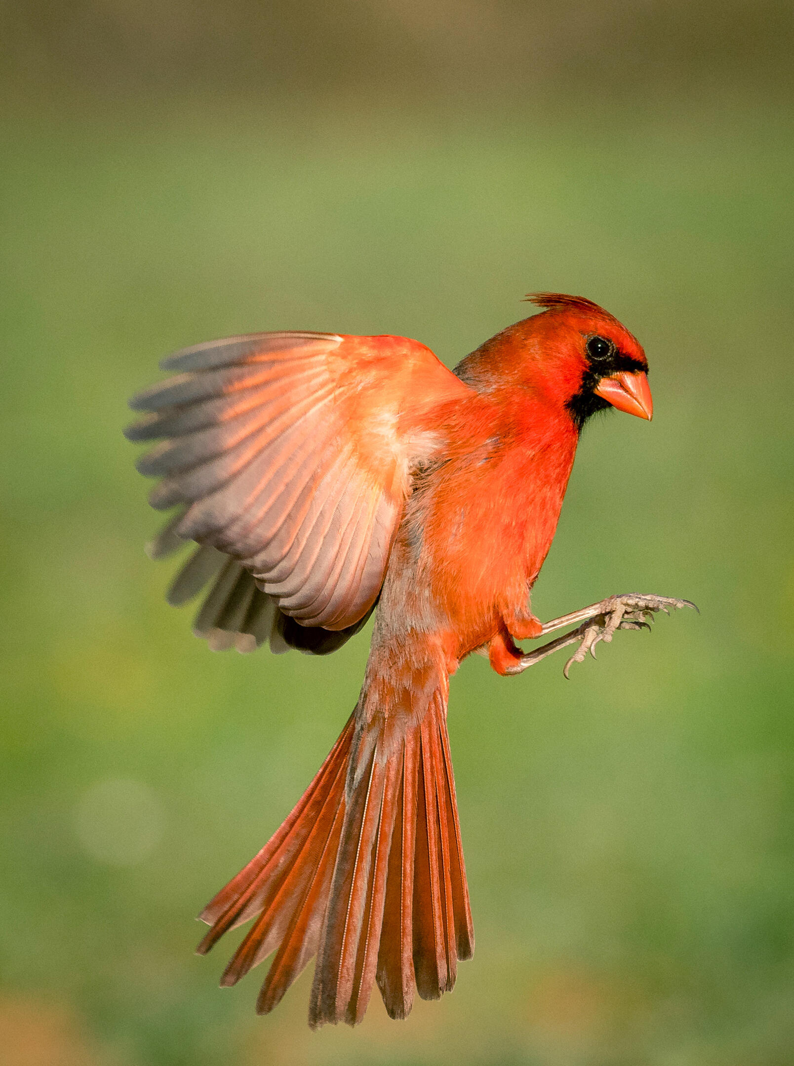 Cardenal Rojo | Guía de Aves