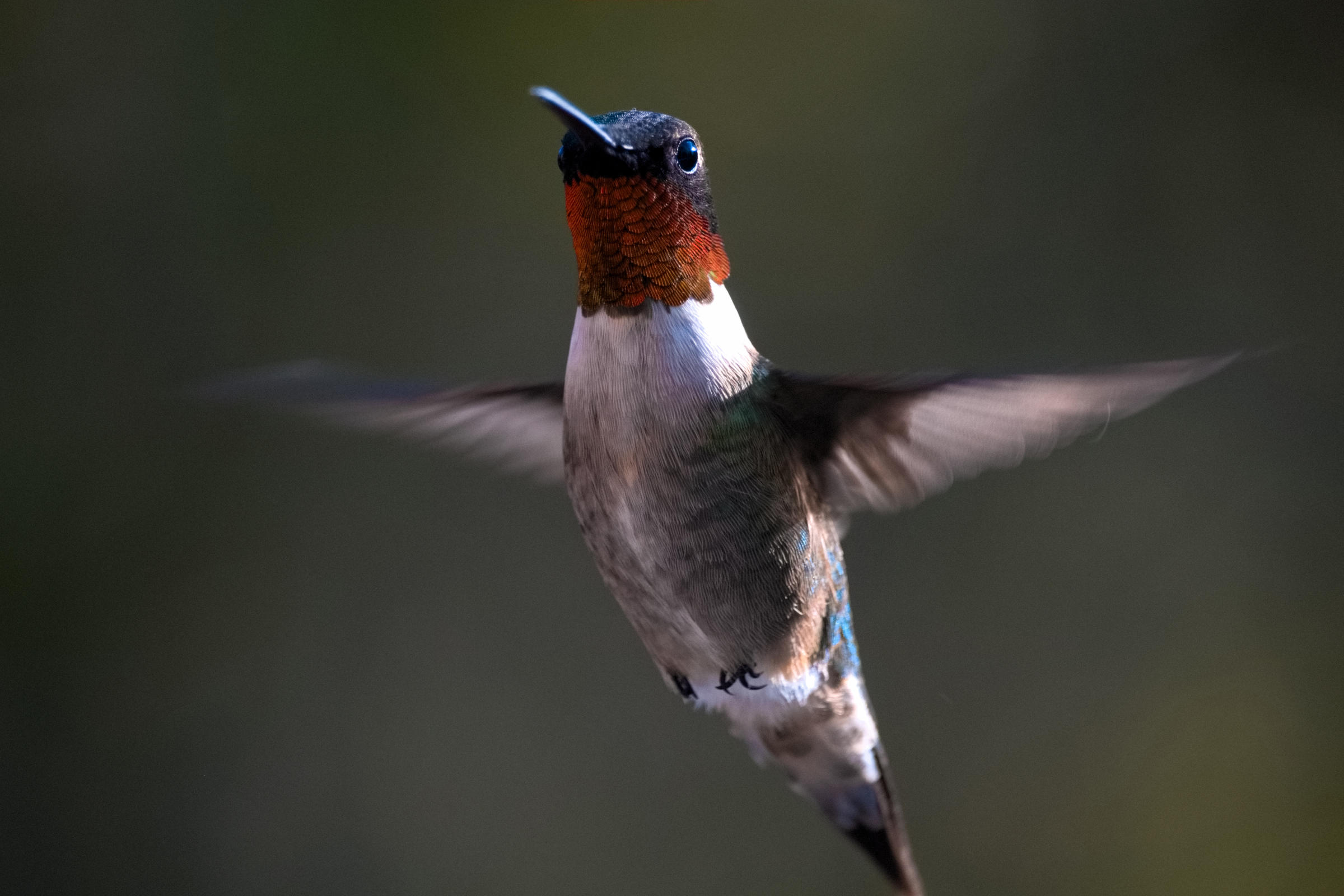 Colibrí Garganta Rubí | Guía de Aves