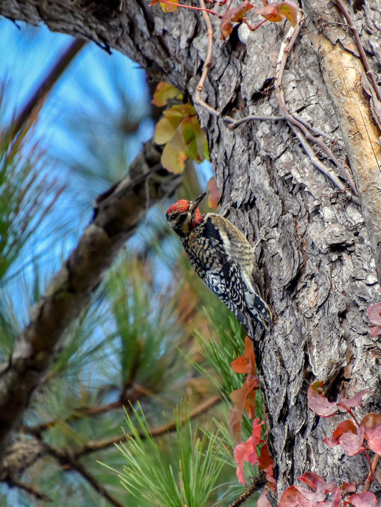 Yellow-bellied Sapsucker | Audubon Field Guide