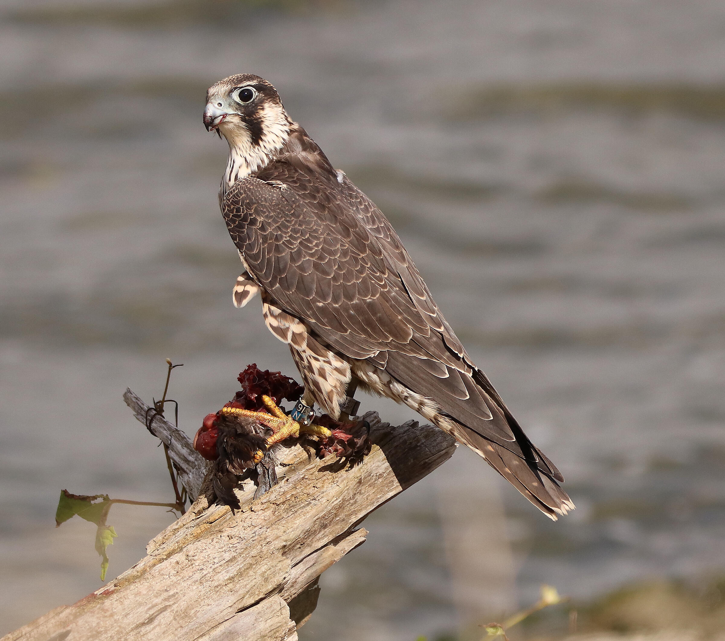 Halcón Peregrino | Guía de Aves