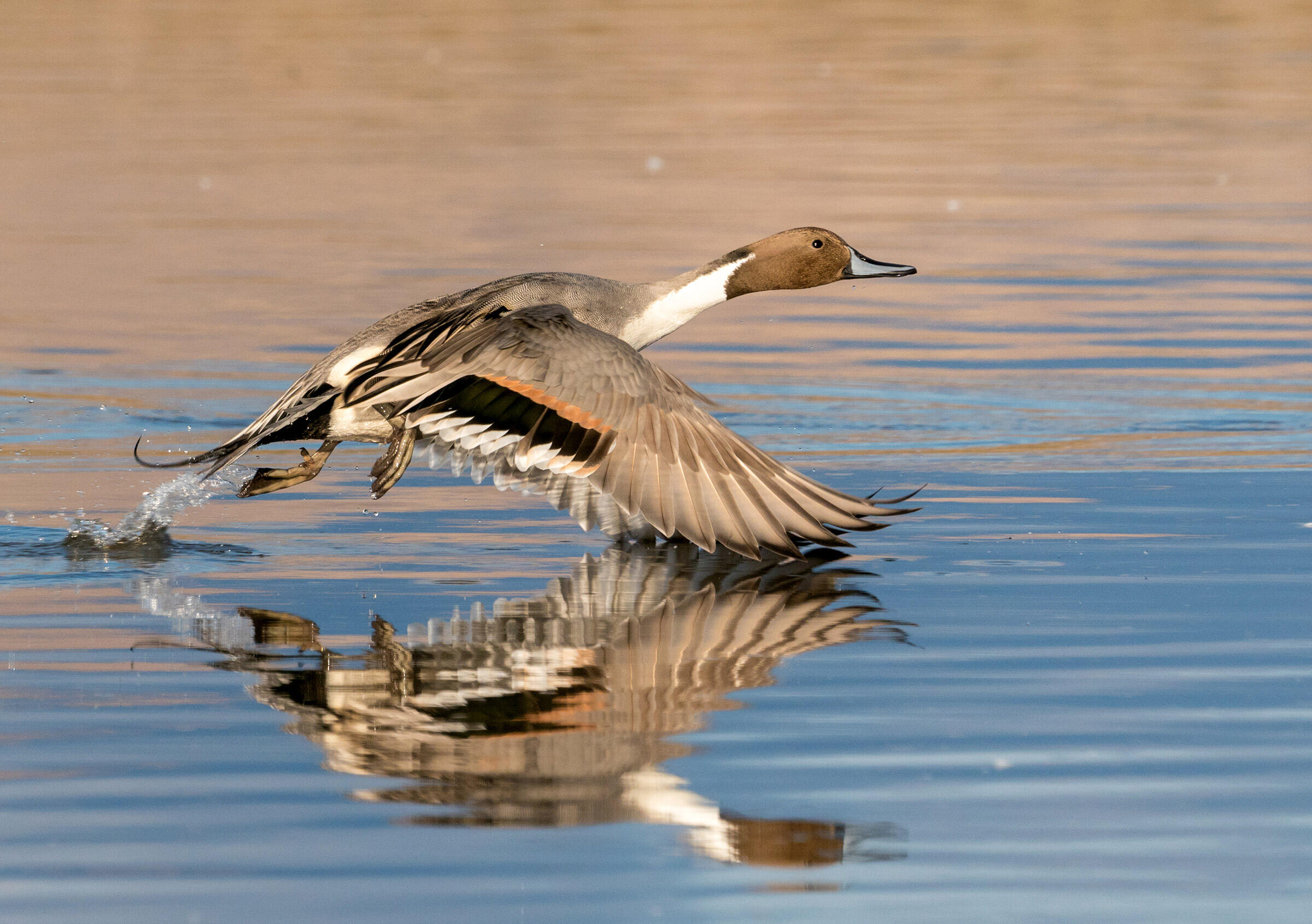 Northern Pintail | Audubon Field Guide