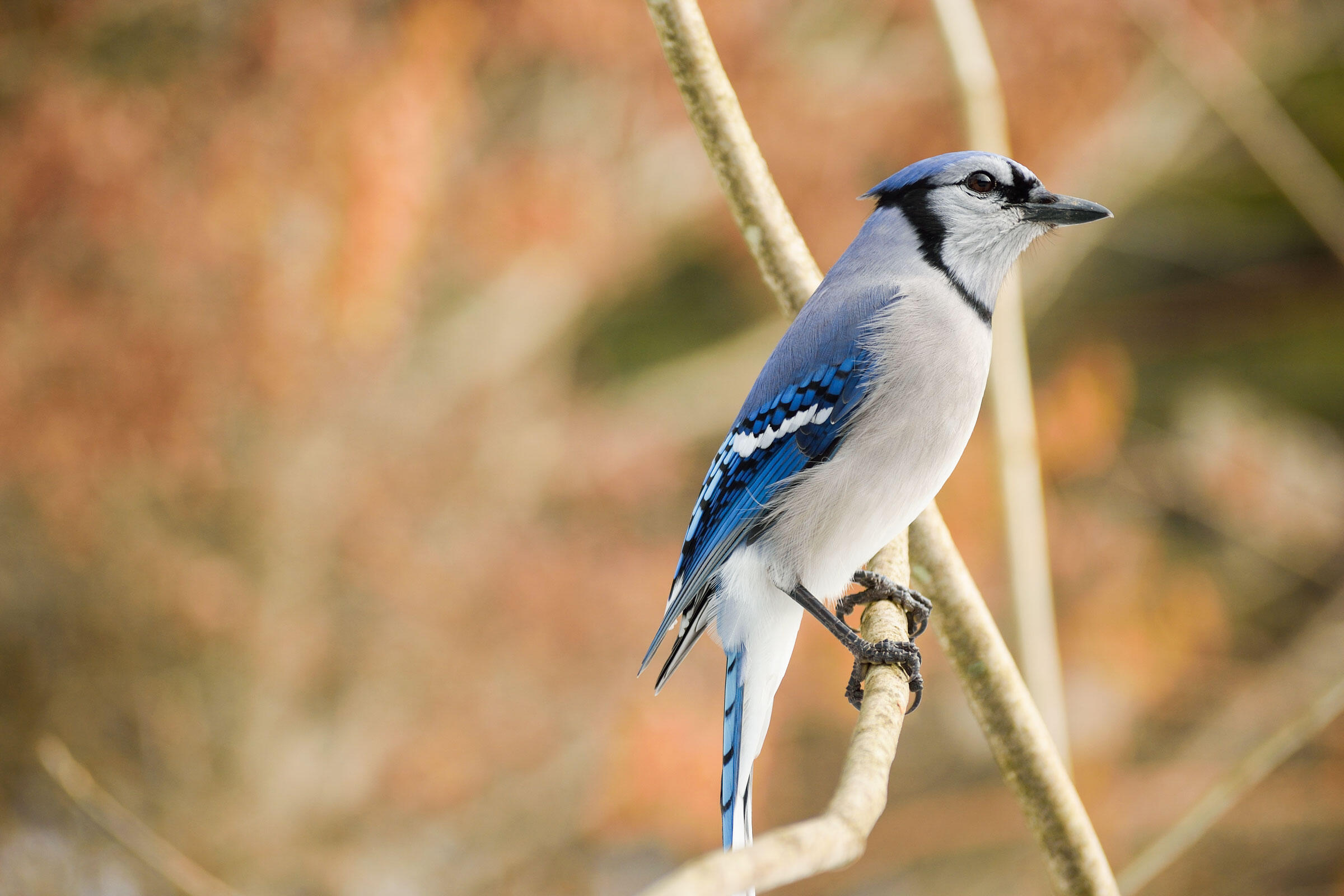 Blue Jay | Audubon Field Guide