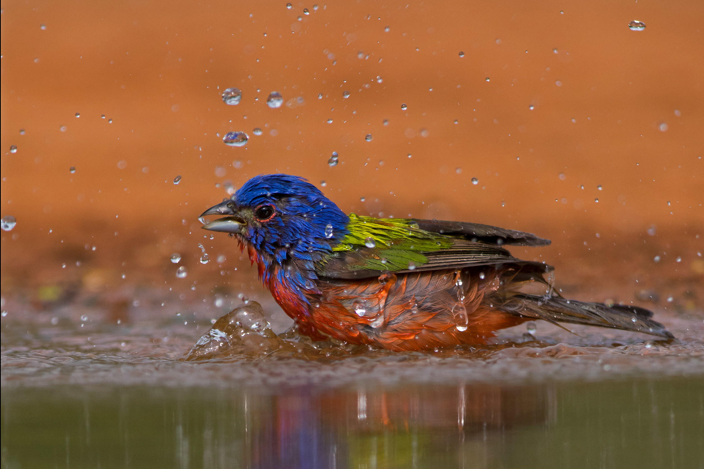 Colorín Sietecolores | Guía de Aves