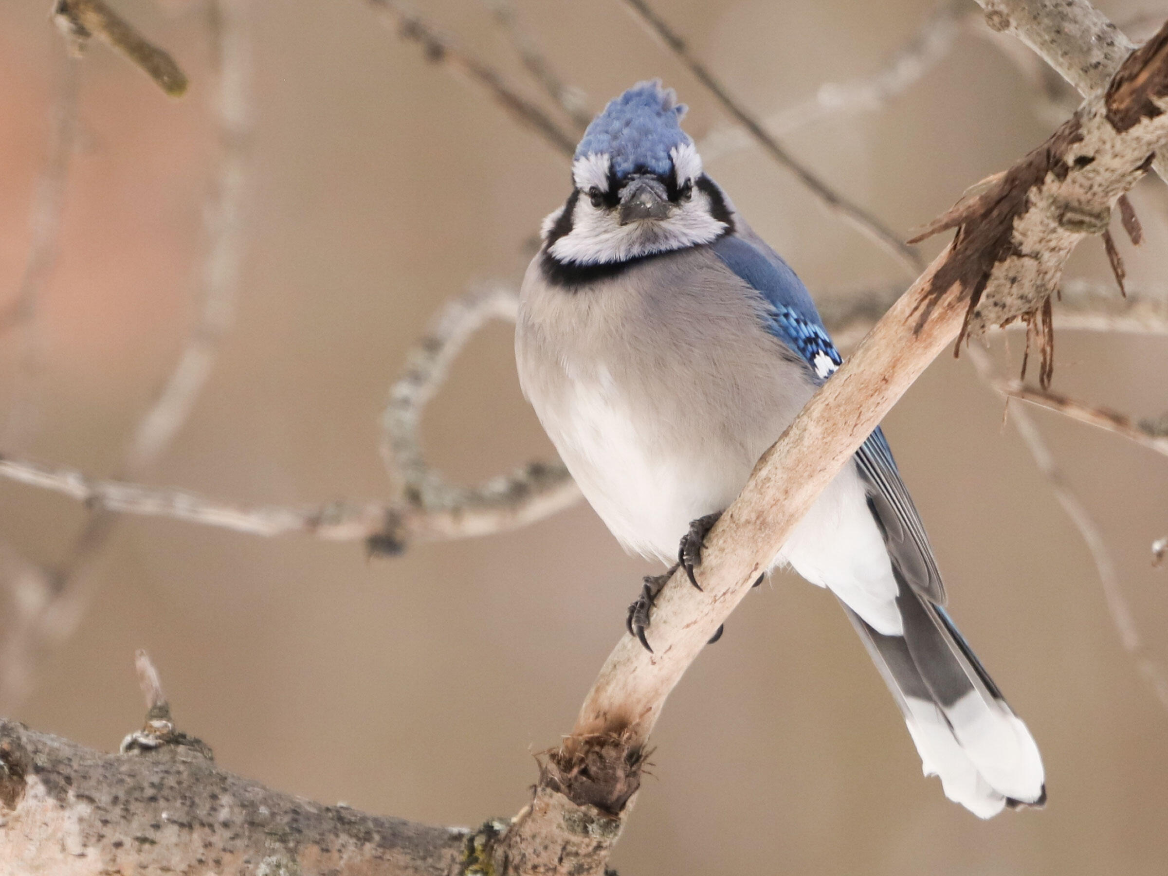 Blue Jay | Audubon Field Guide