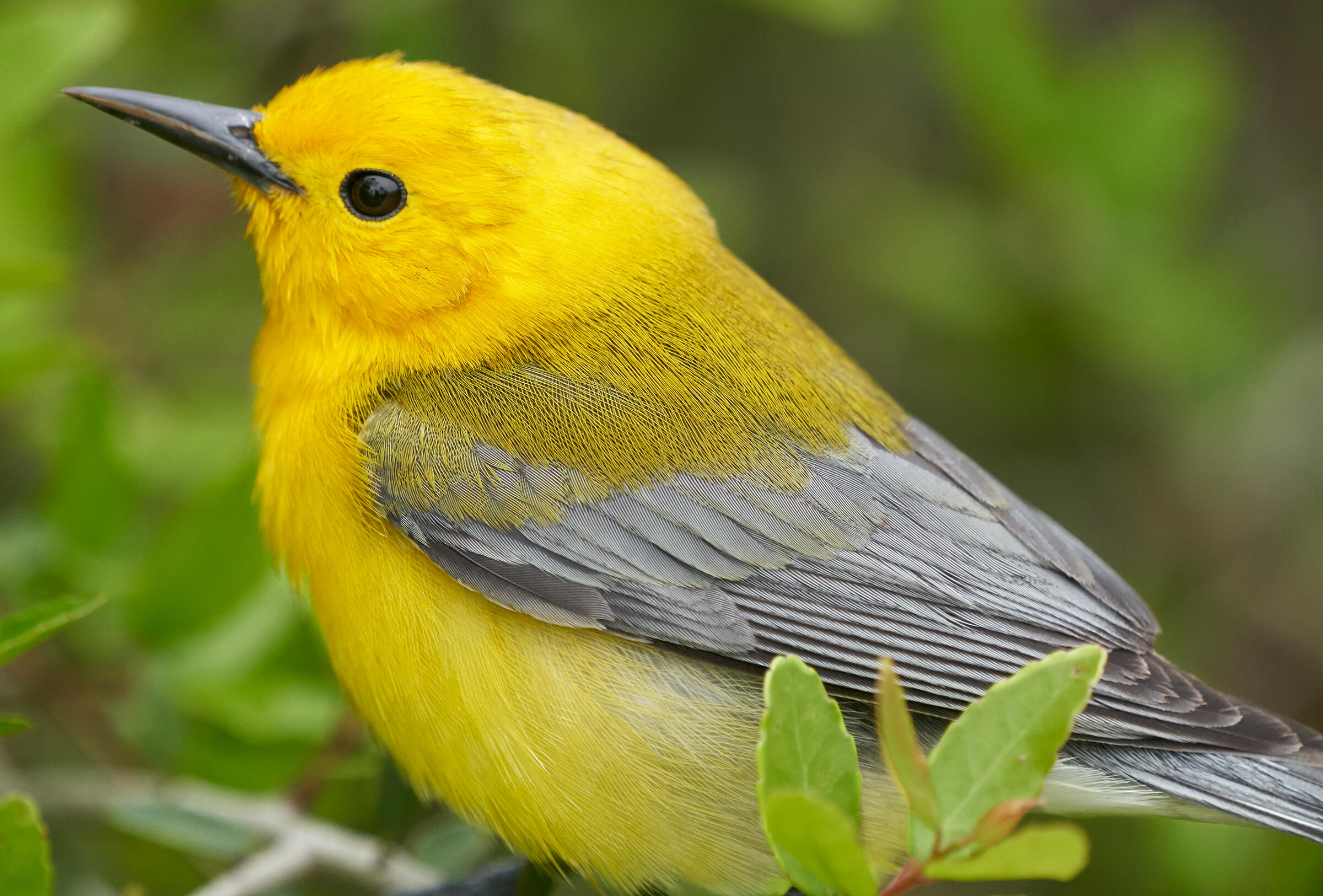 Prothonotary Warbler | Audubon Field Guide