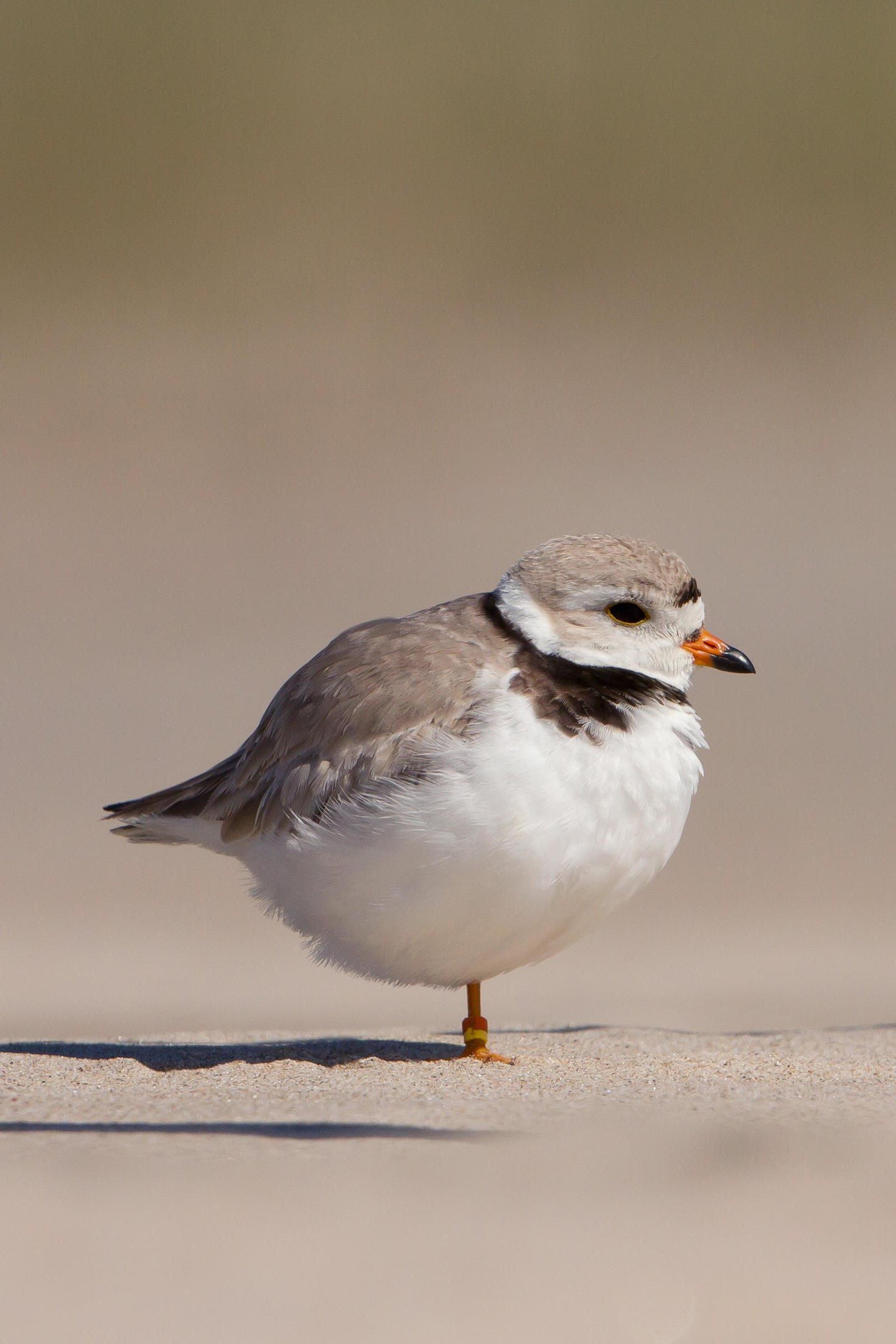 Piping Plover | Audubon Field Guide