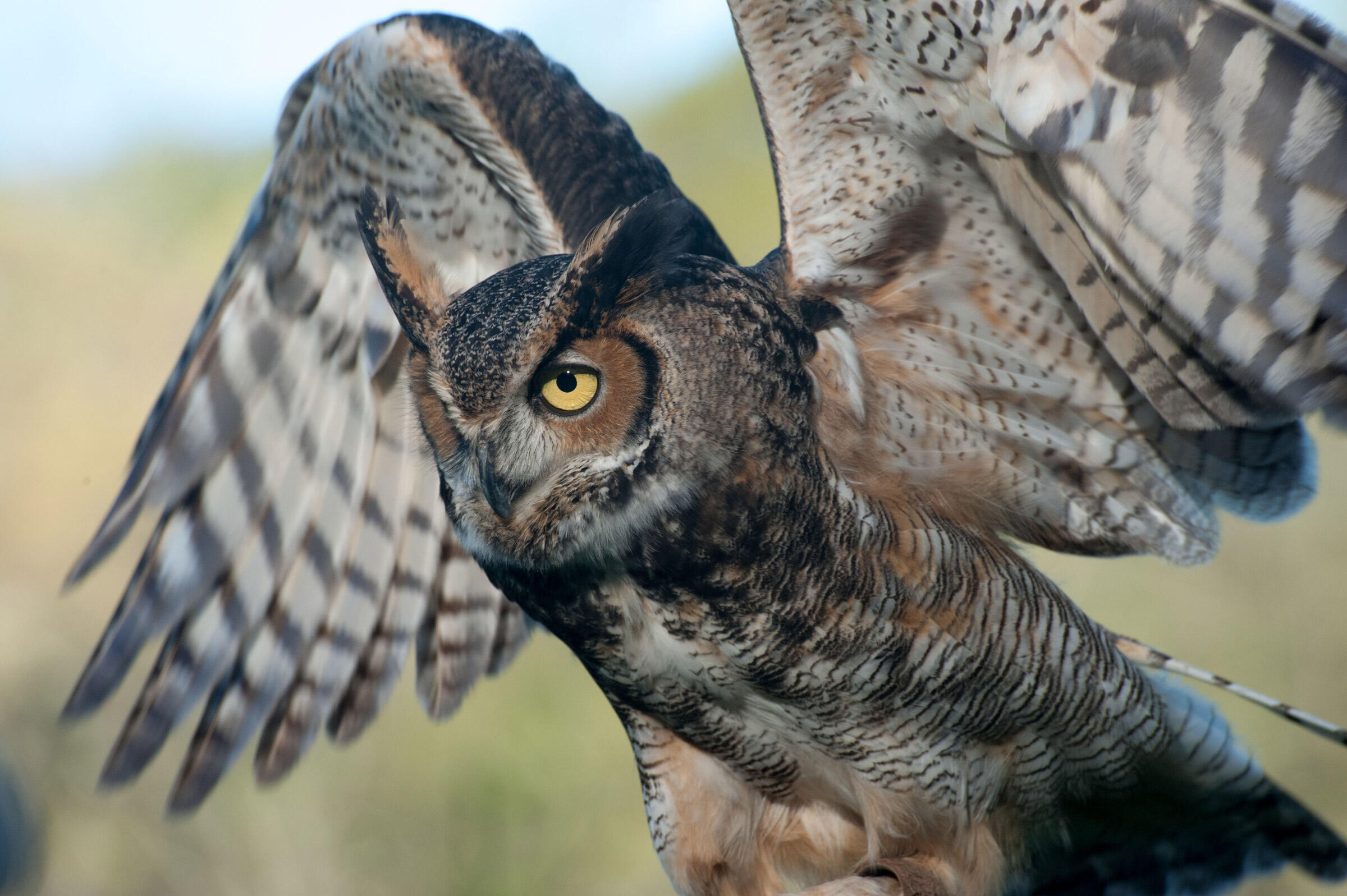 Great Horned Owl | Audubon Field Guide
