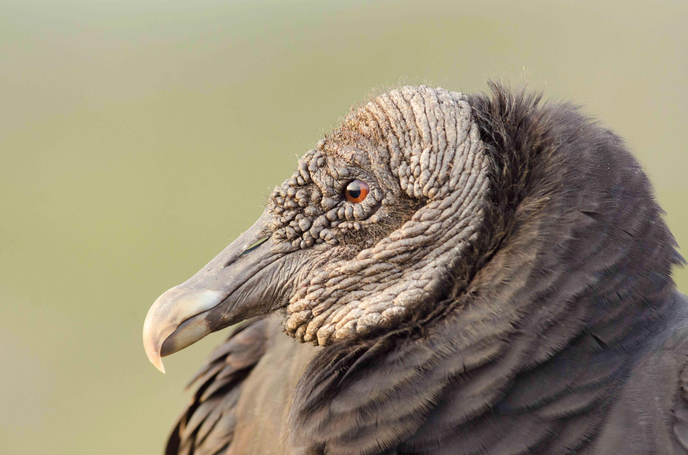 Zopilote Común | Guía de Aves