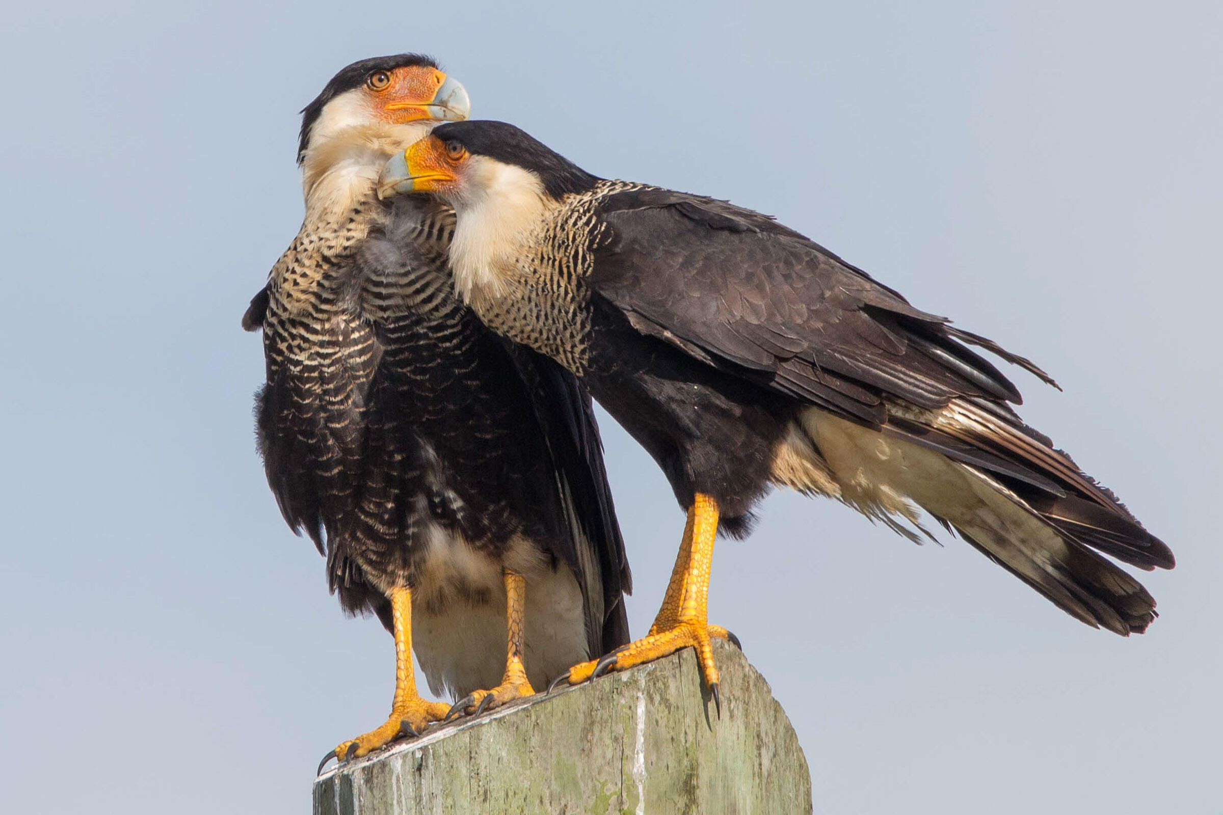 Crested Caracara | Audubon Field Guide